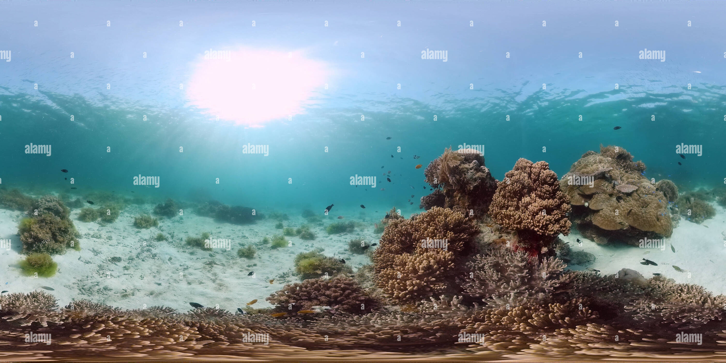 360° view of Coral reef and tropical fish - Alamy