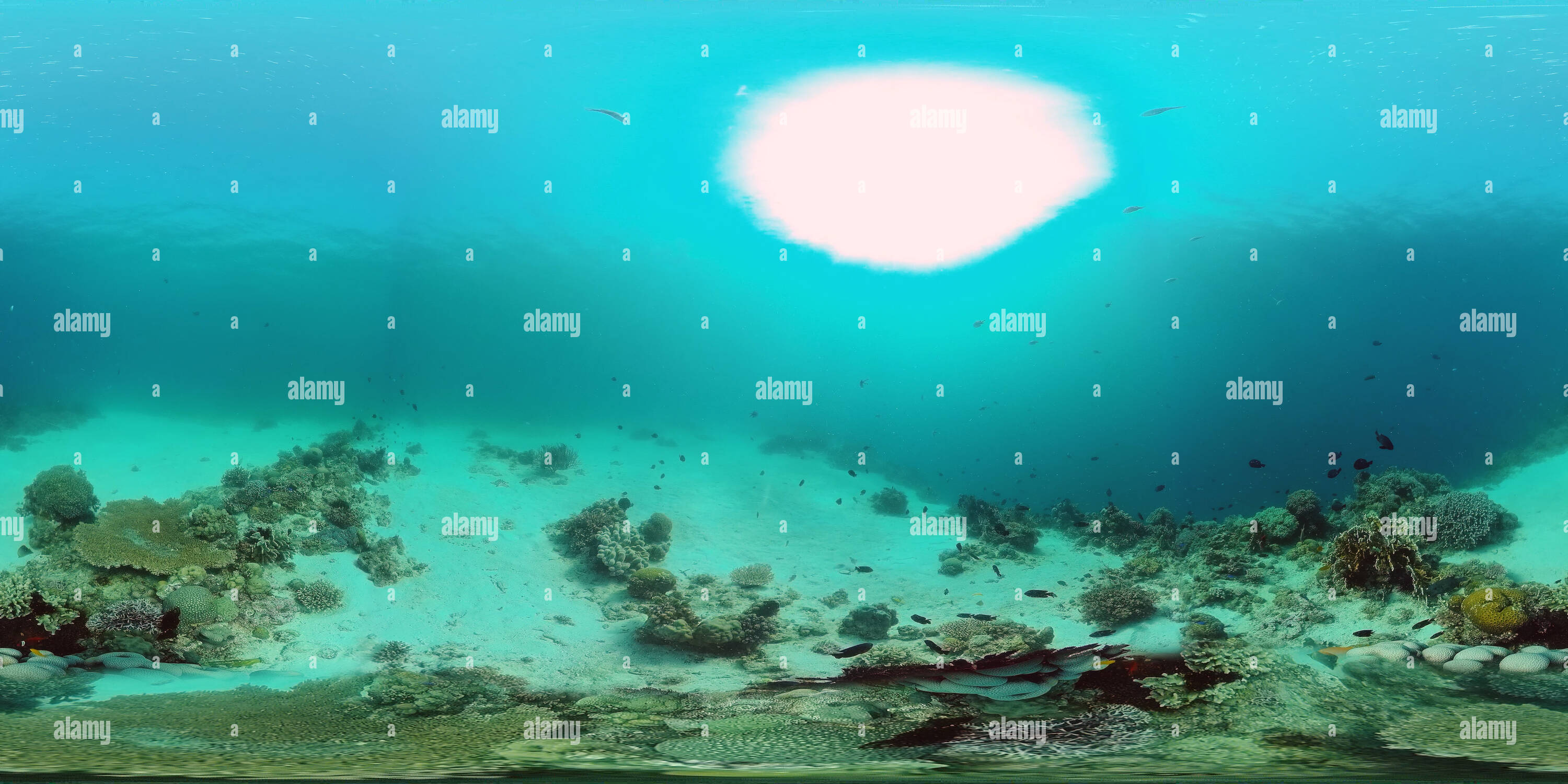 360° view of Coral reef and tropical fish - Alamy