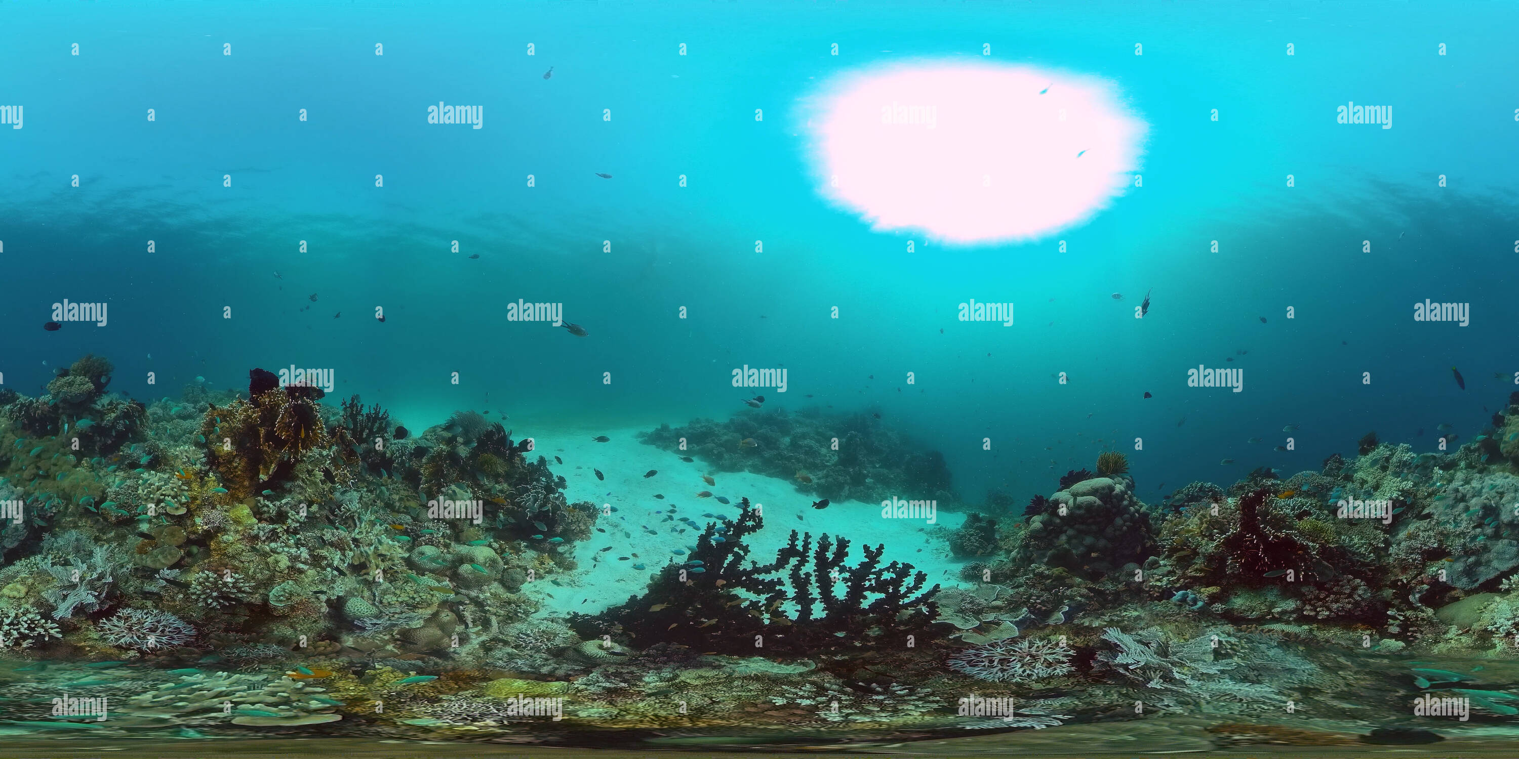 360° view of Coral reef and tropical fish - Alamy