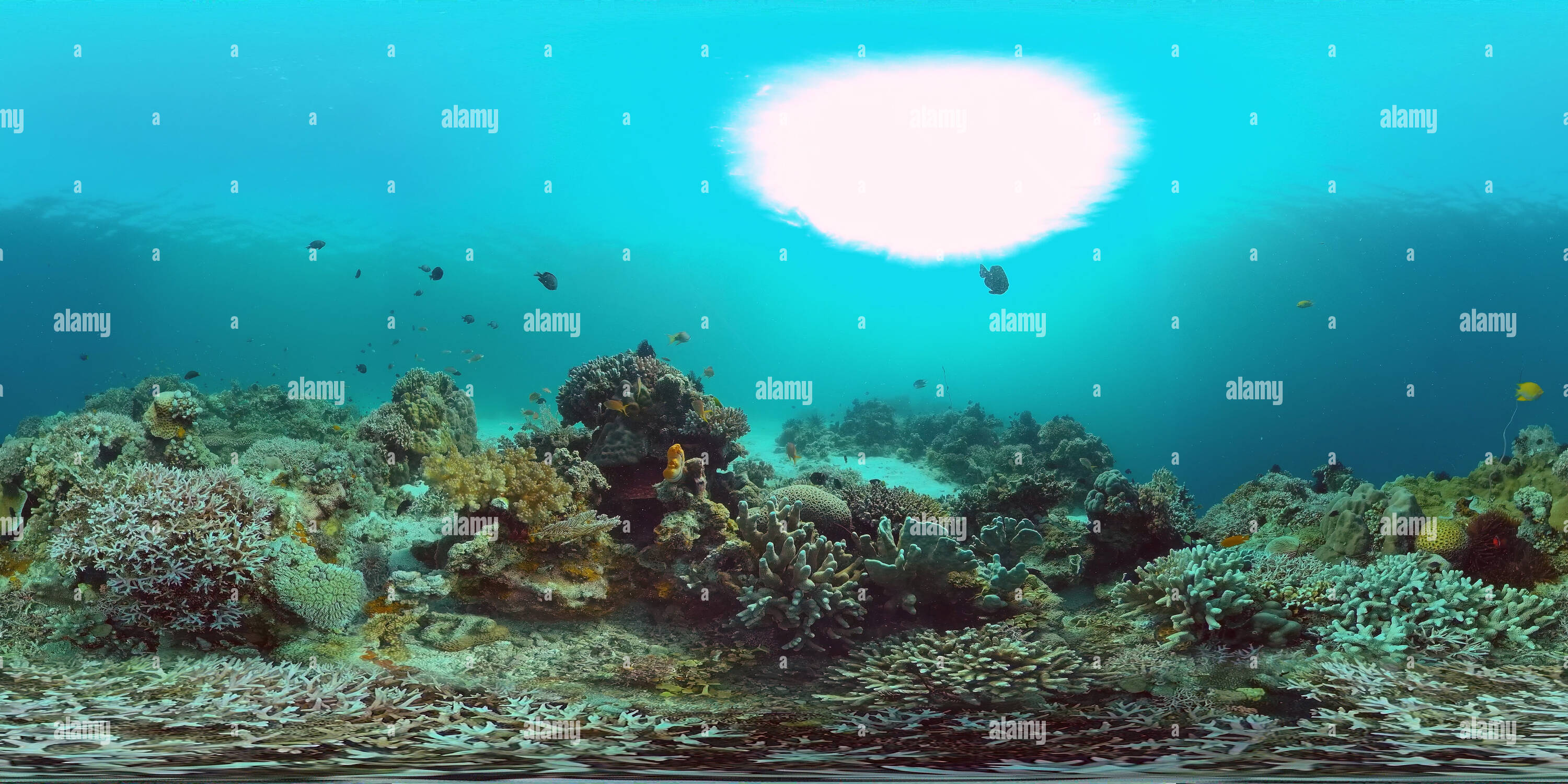 360° view of Coral reef and tropical fish - Alamy