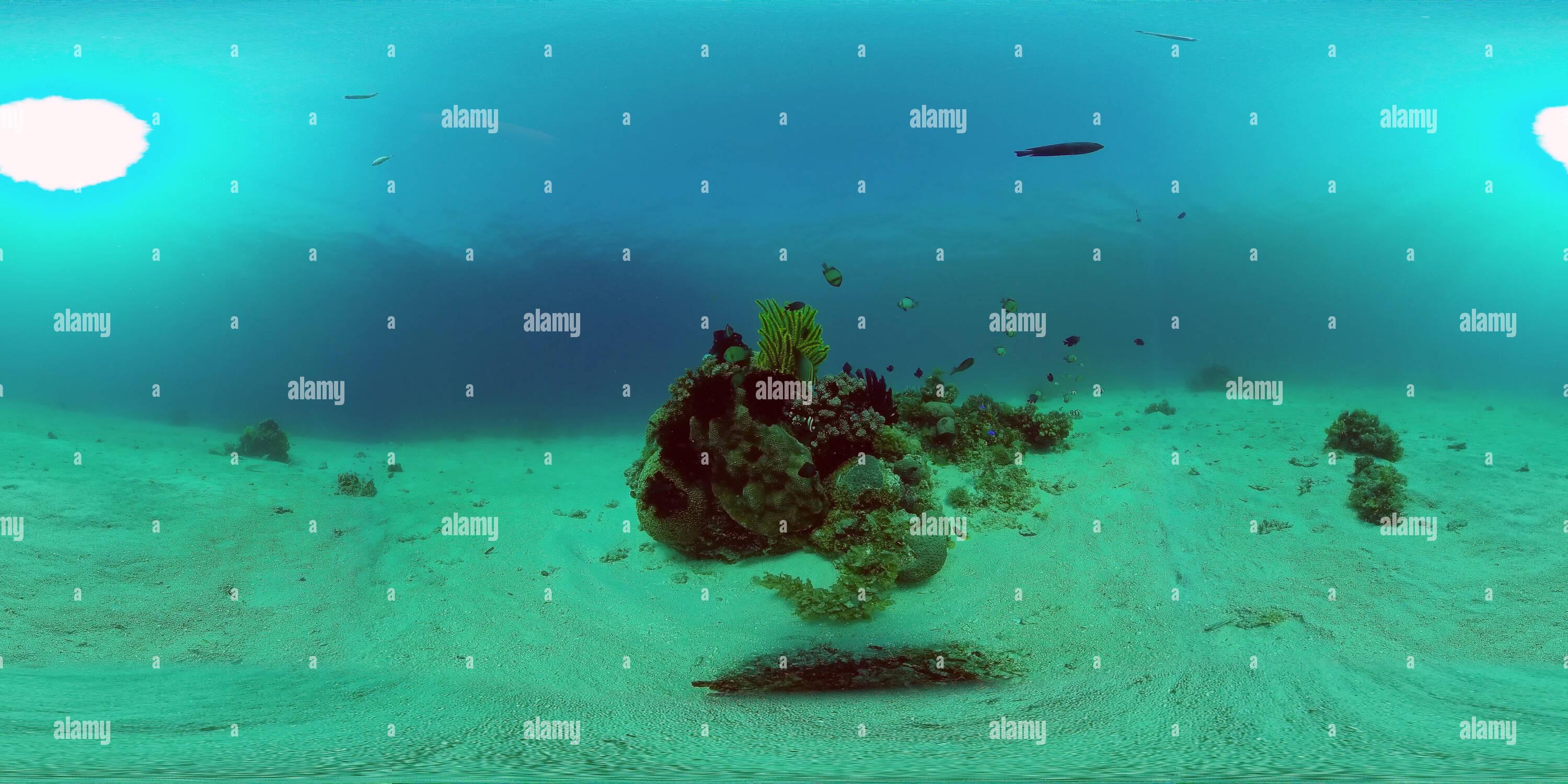 360° view of The underwater world of a coral reef - Alamy