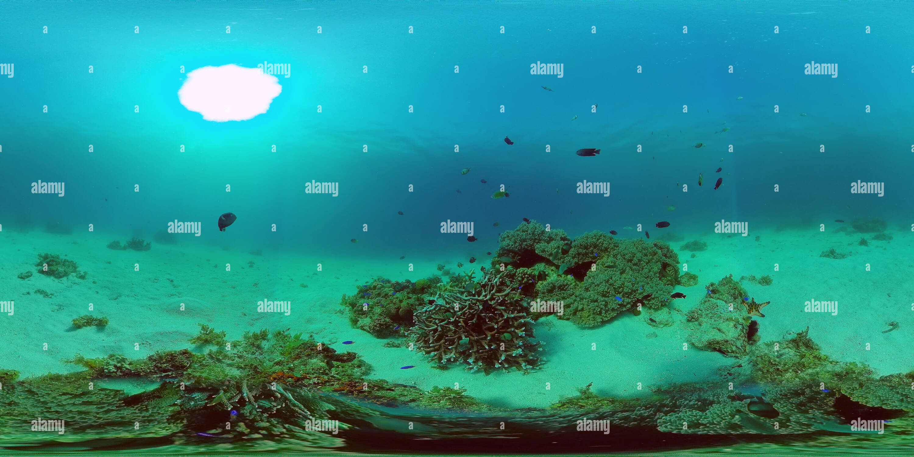 360° view of The underwater world of a coral reef - Alamy