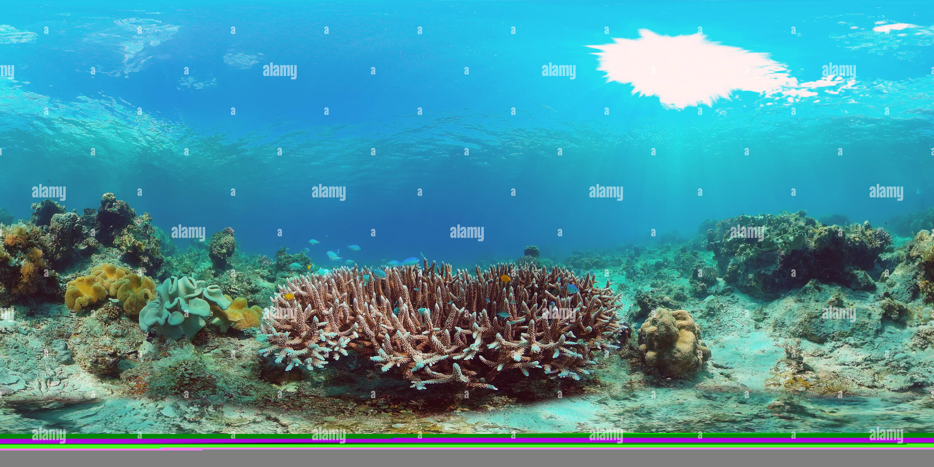 360° view of The underwater world of a coral reef - Alamy