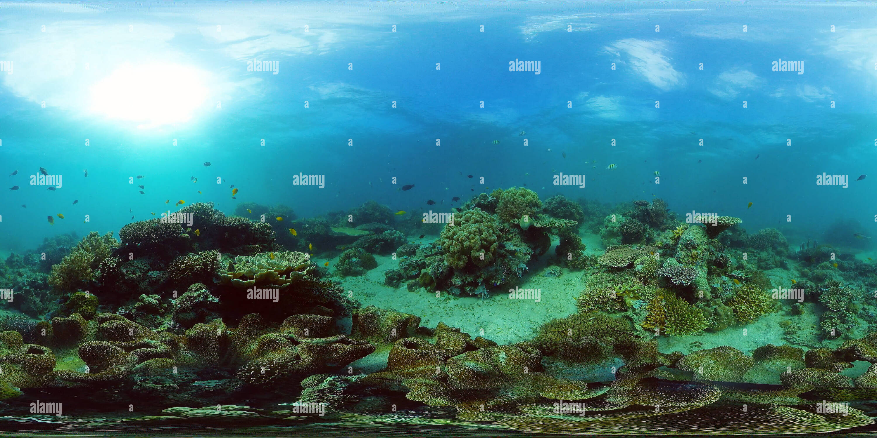 360° view of Coral garden seascape and underwater world - Alamy