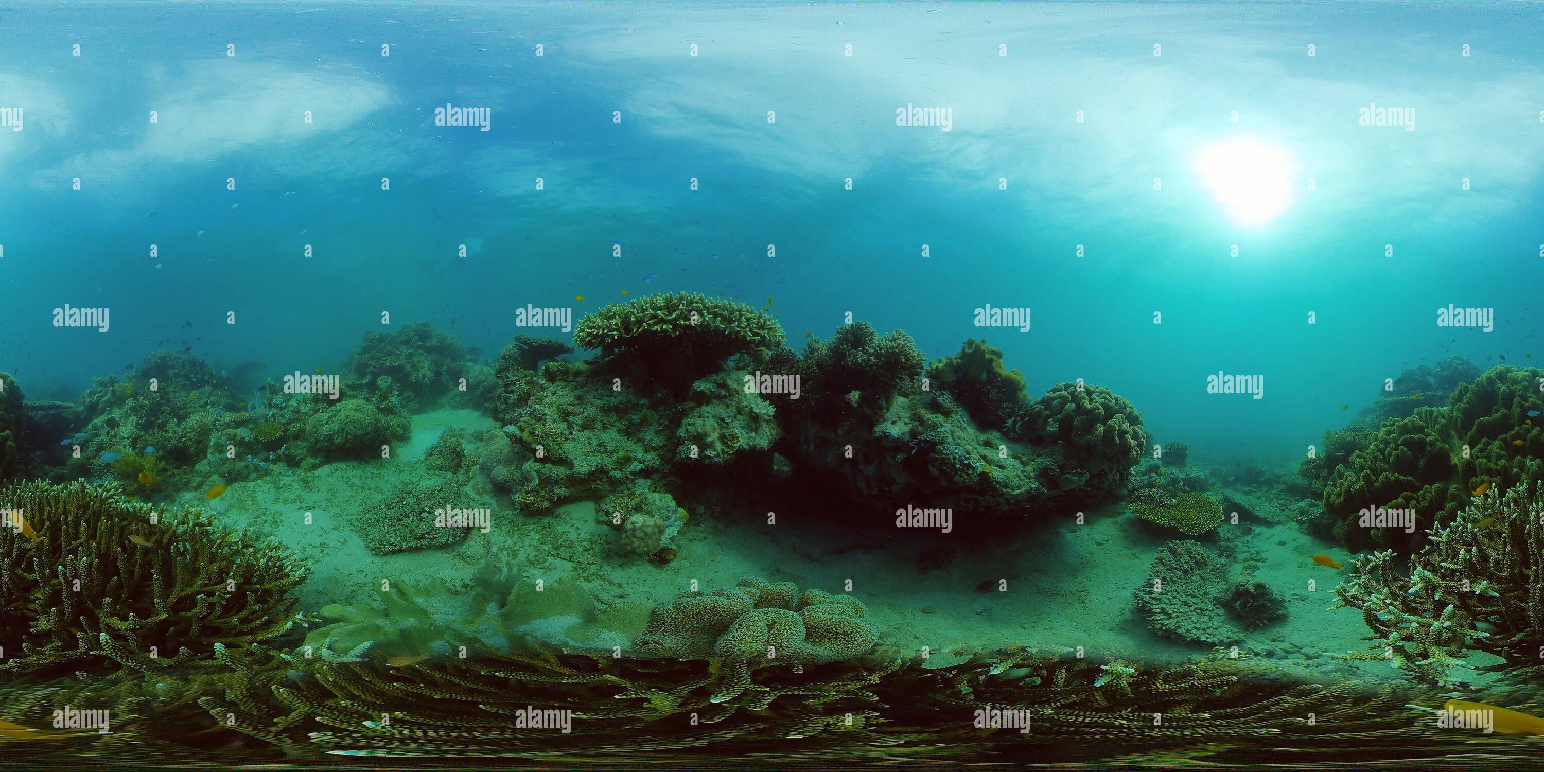360° view of Underwater Scene Coral Reef - Alamy