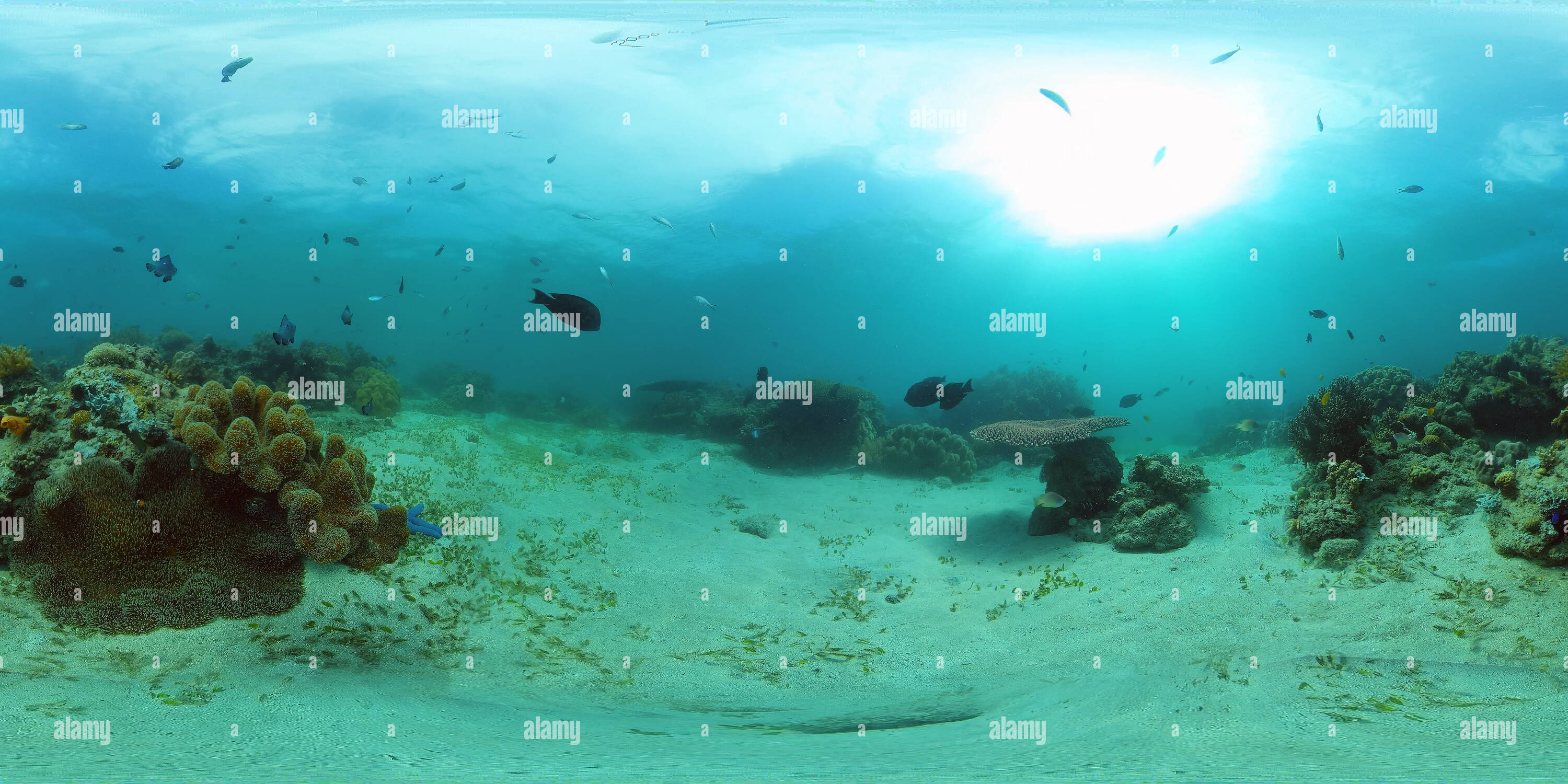 360° view of Underwater Scene Coral Reef - Alamy