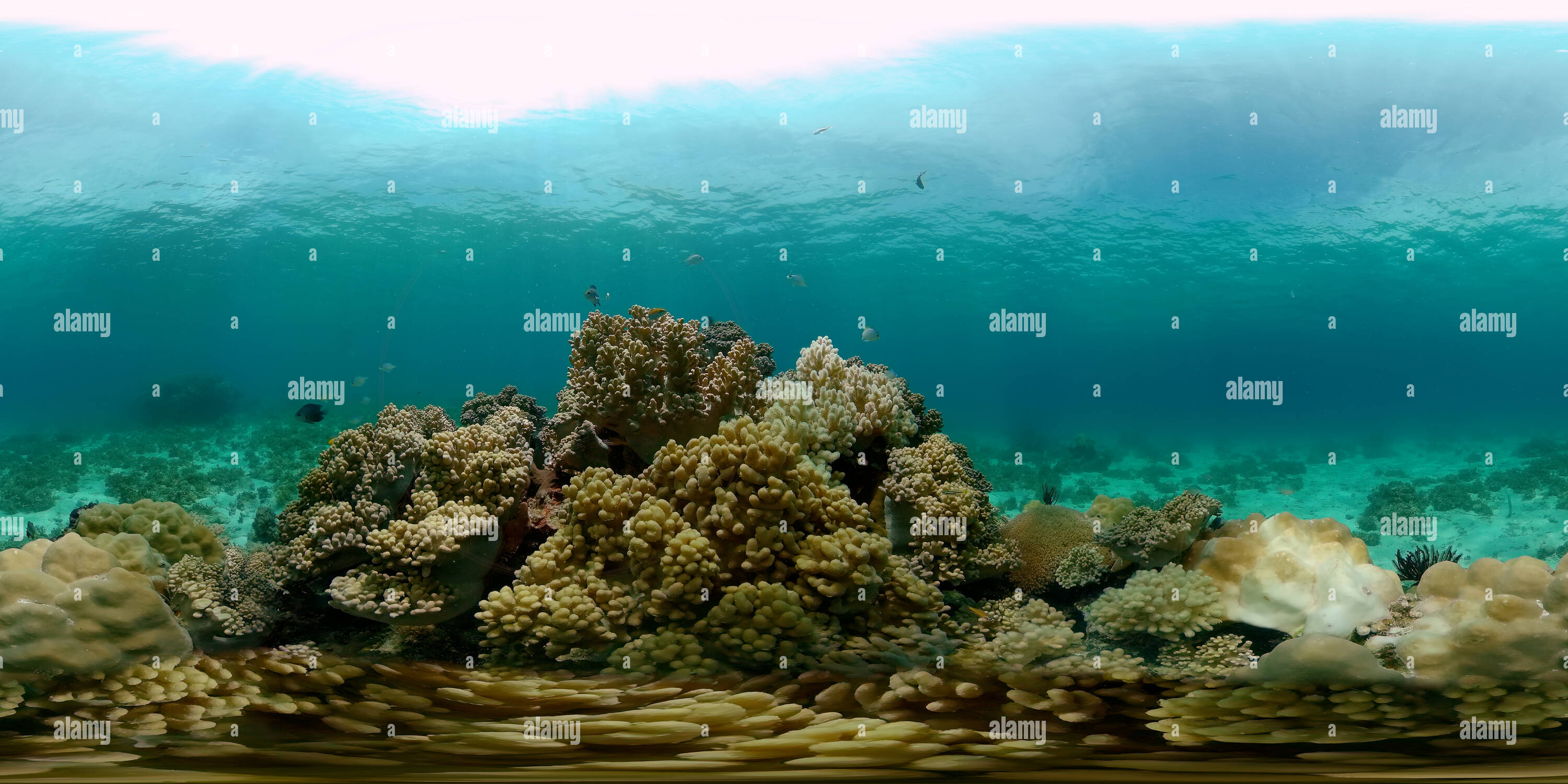 360° view of Coral Reef and Fishes Underwater - Alamy