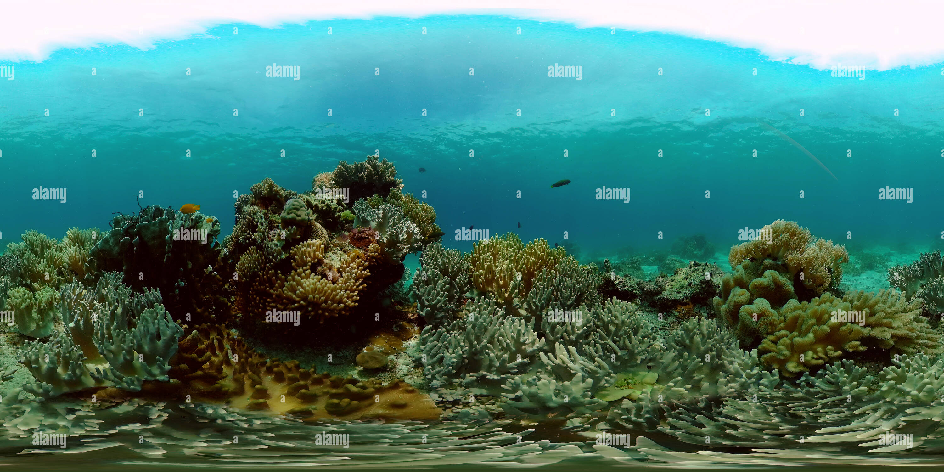 360° view of Coral Reef and Fishes Underwater - Alamy