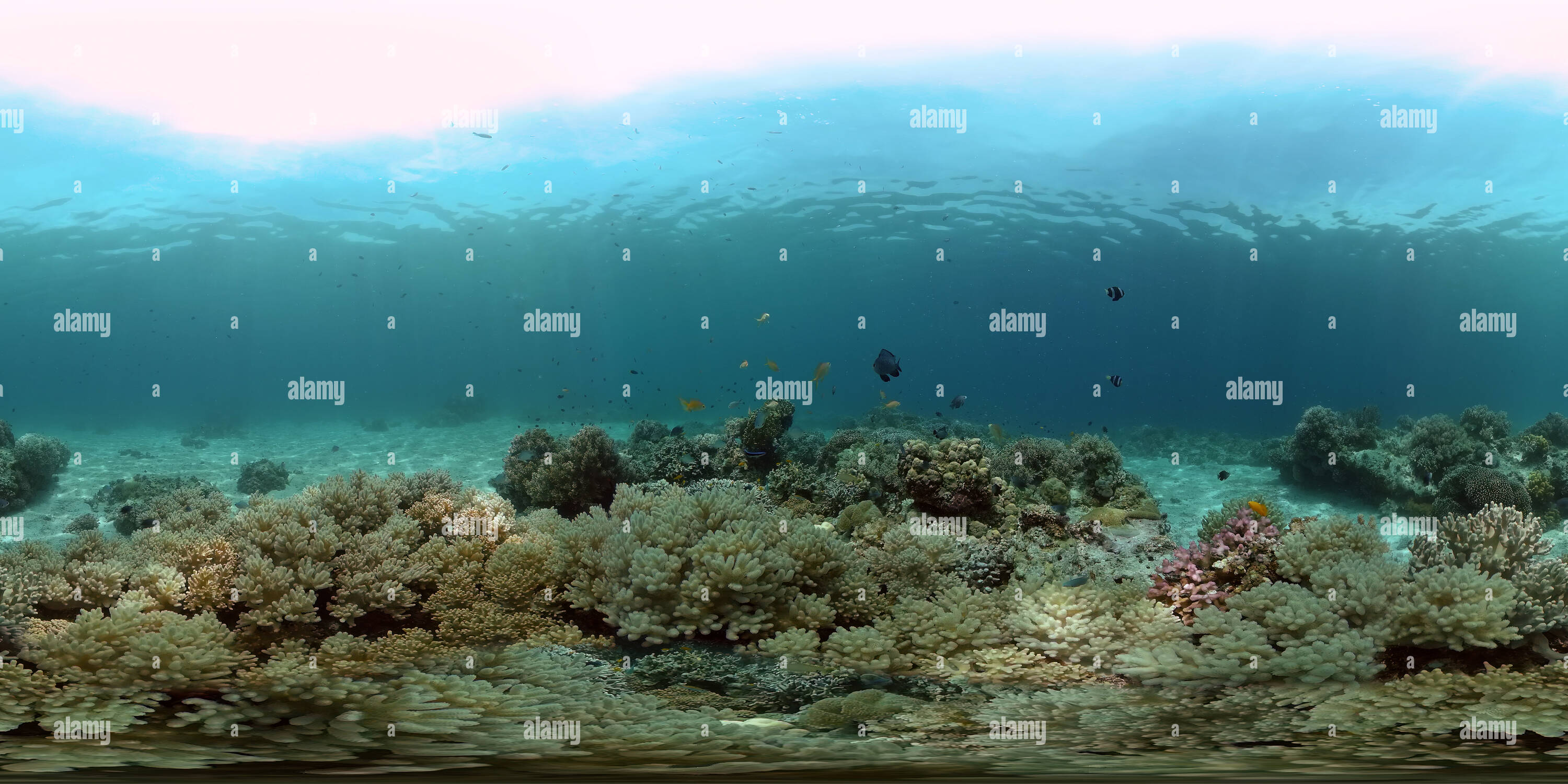 360° view of The underwater world of a coral reef - Alamy