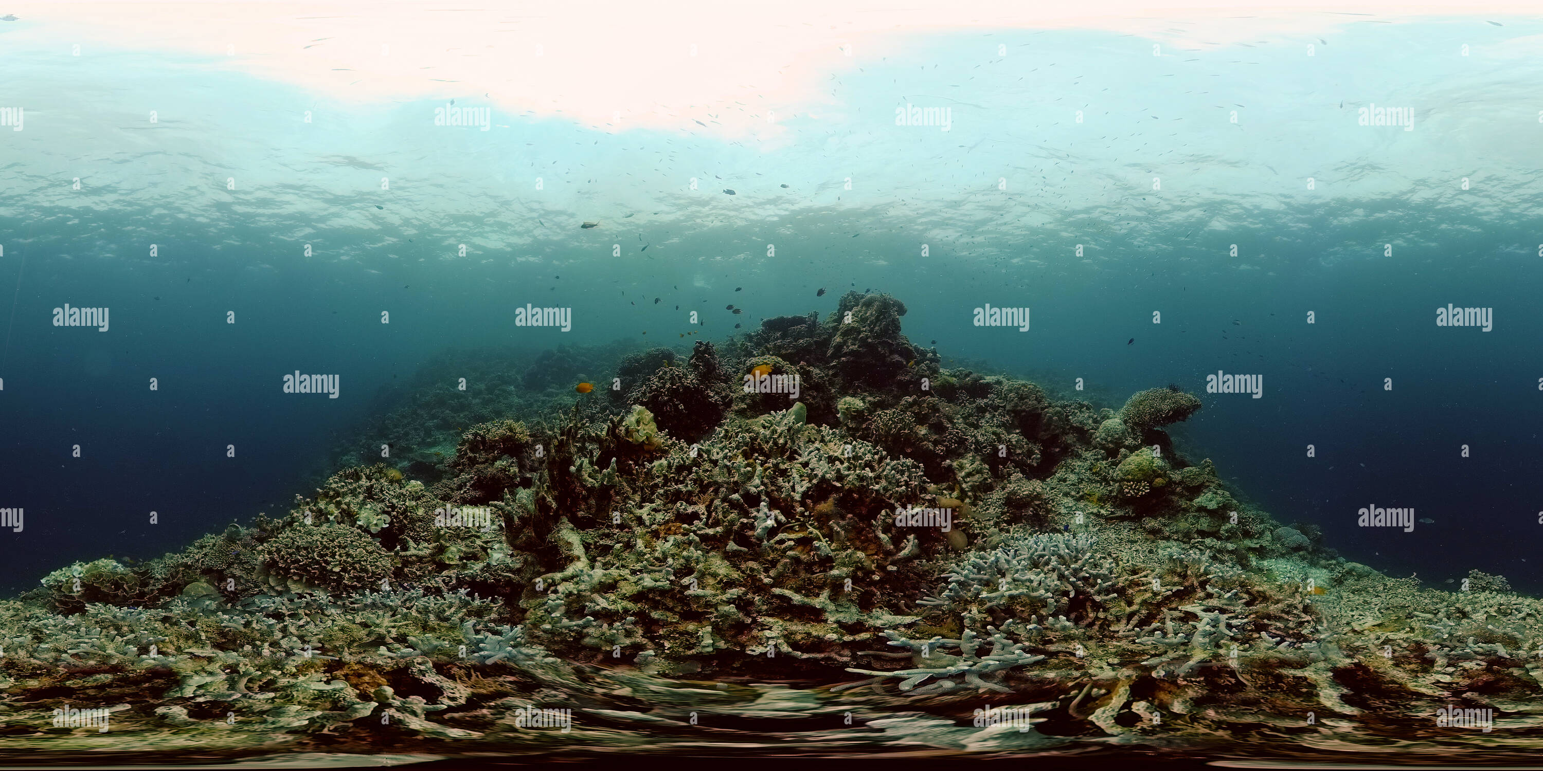 360° view of The underwater world of the Philippines - Alamy