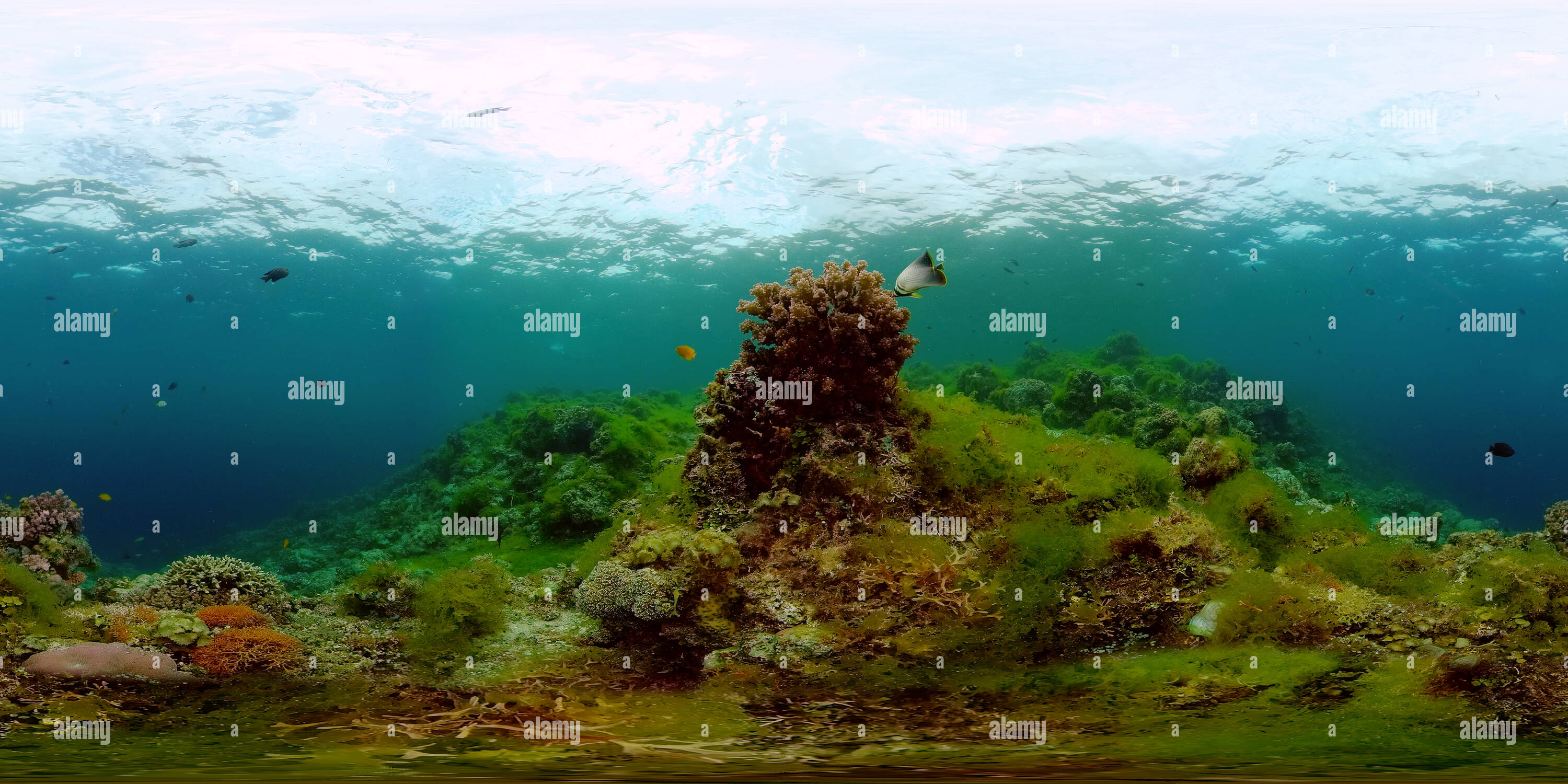 360° view of The underwater world of the Philippines - Alamy
