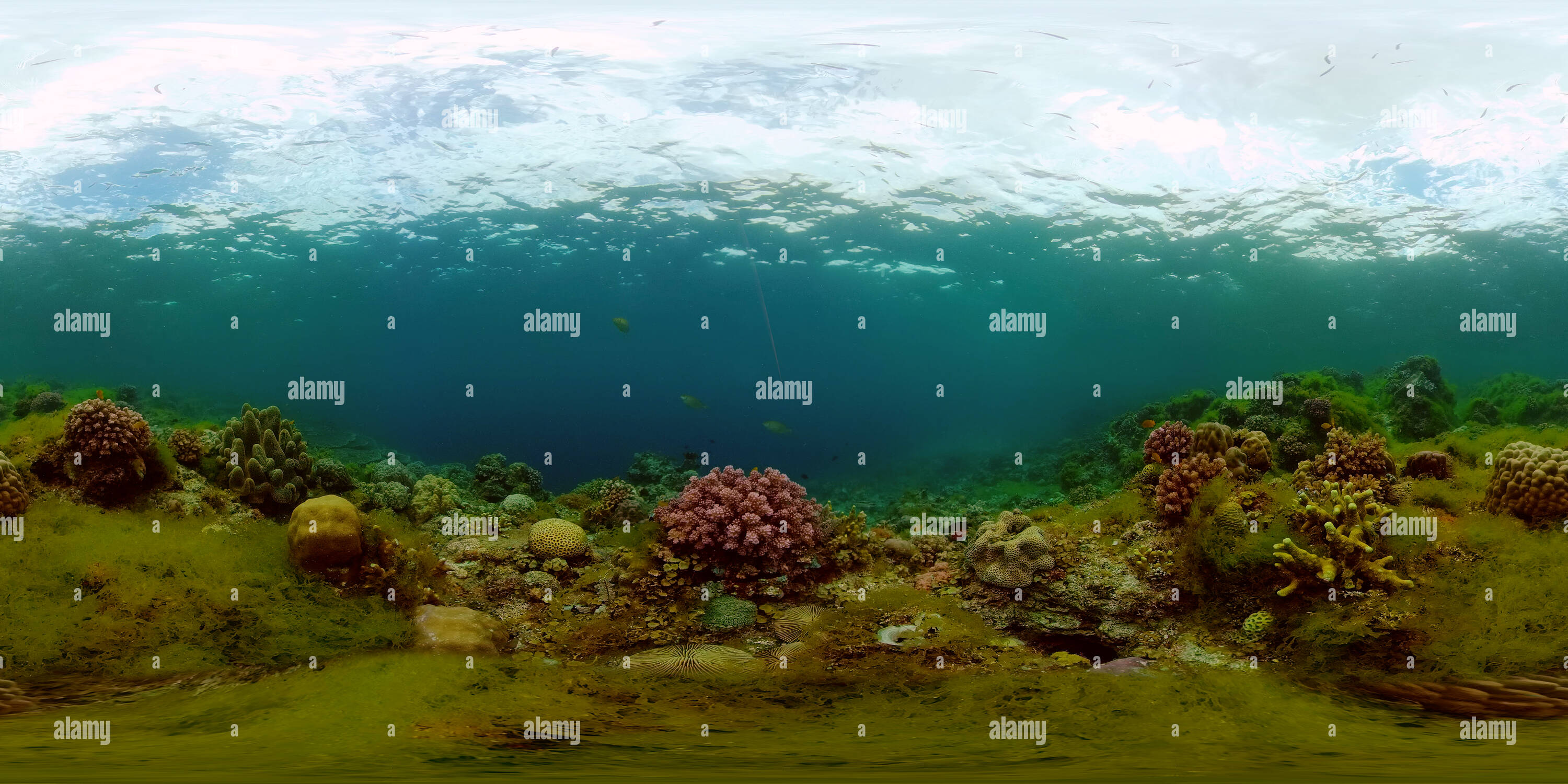 360° view of The underwater world of coral reef with fishes at diving ...
