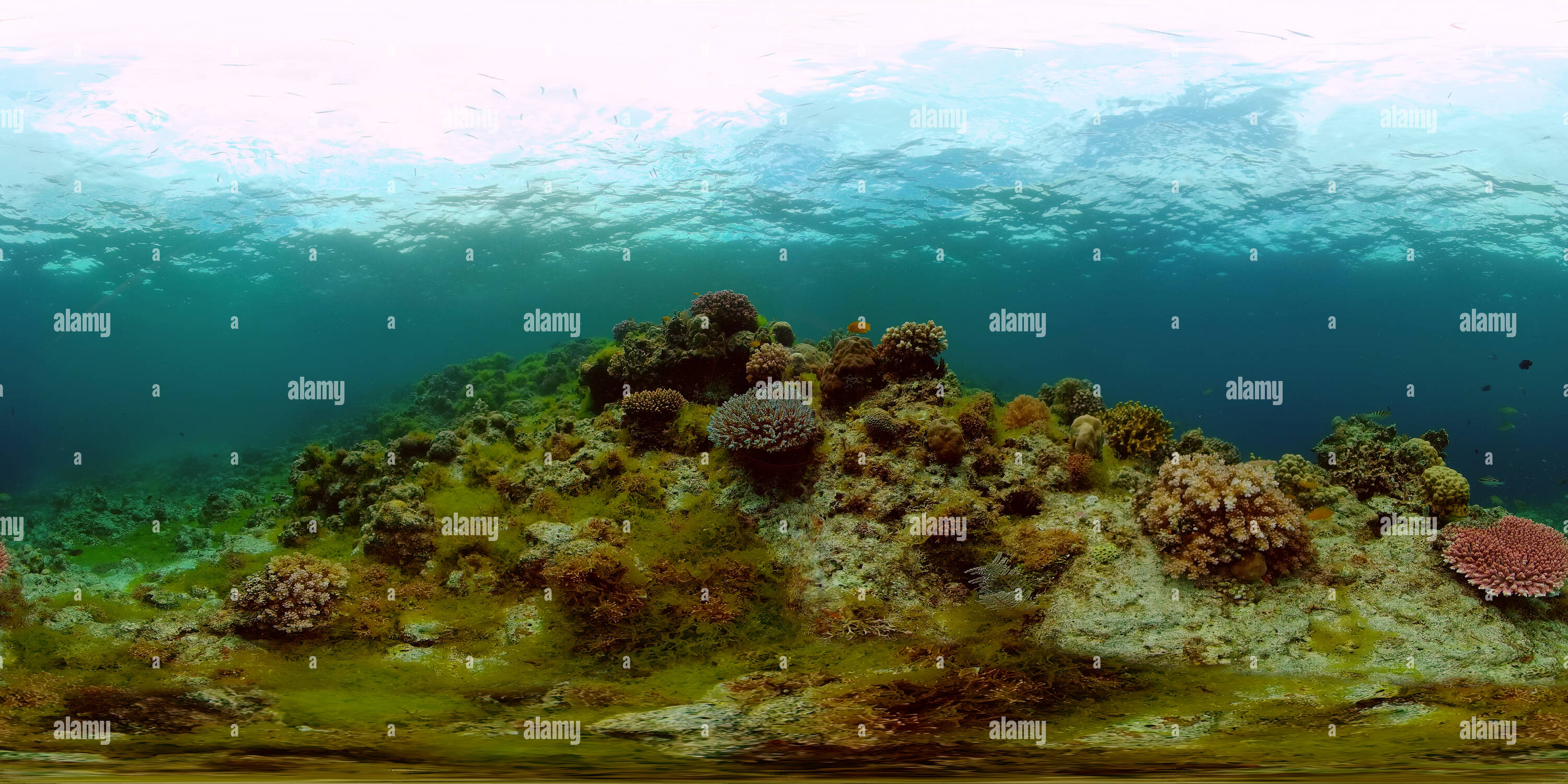 360° view of The underwater world of coral reef with fishes at diving ...