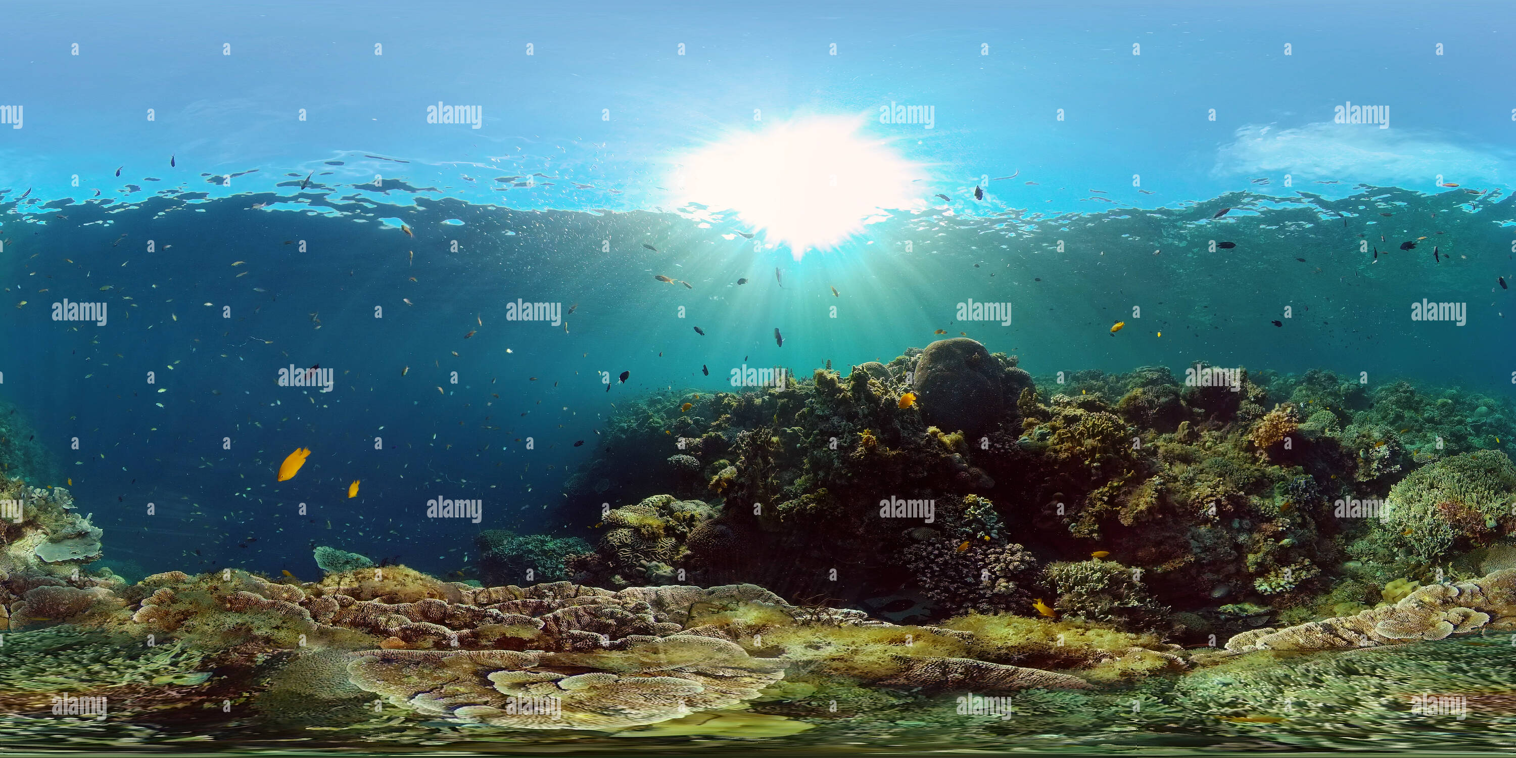 360° view of The underwater world of coral reef with fishes at diving ...