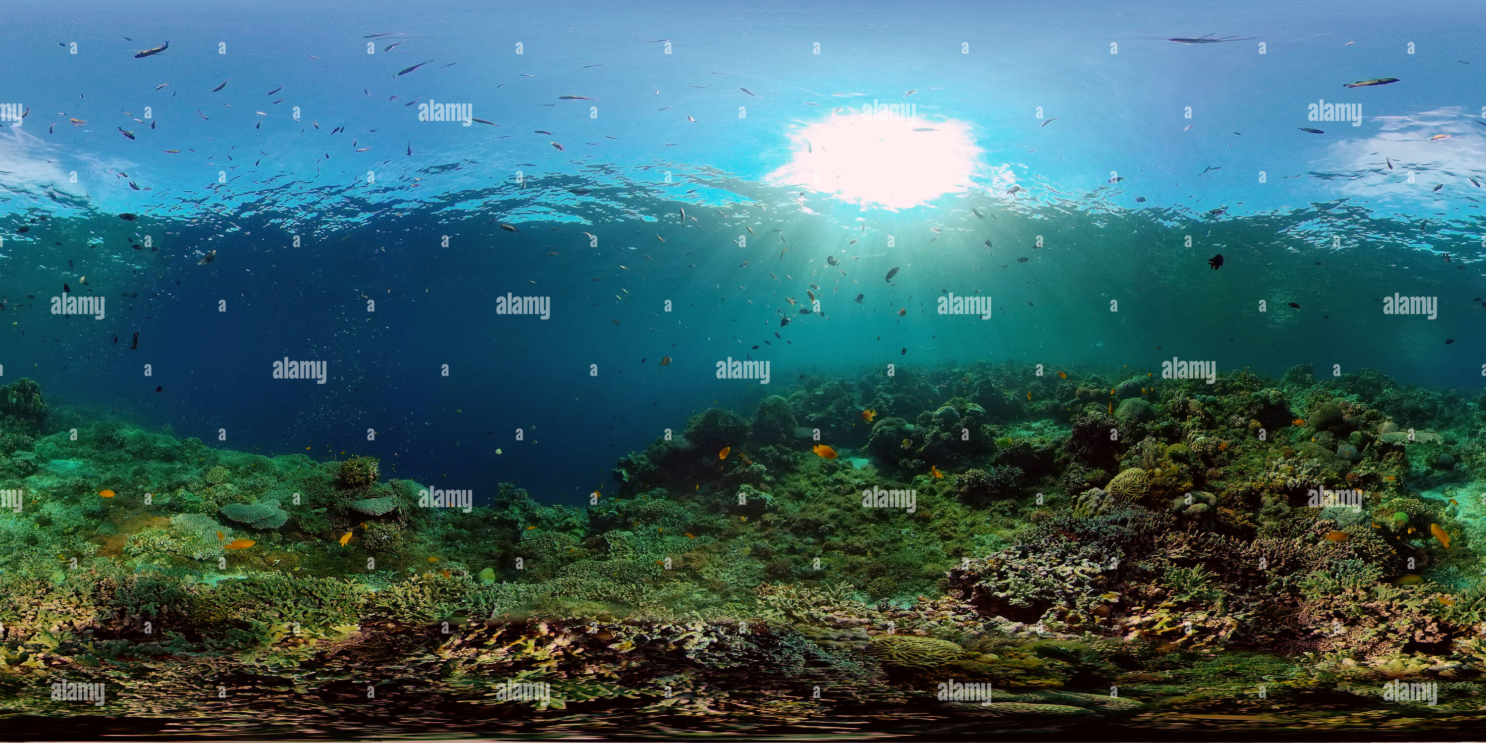 360° view of The underwater world of coral reef with fishes at diving ...