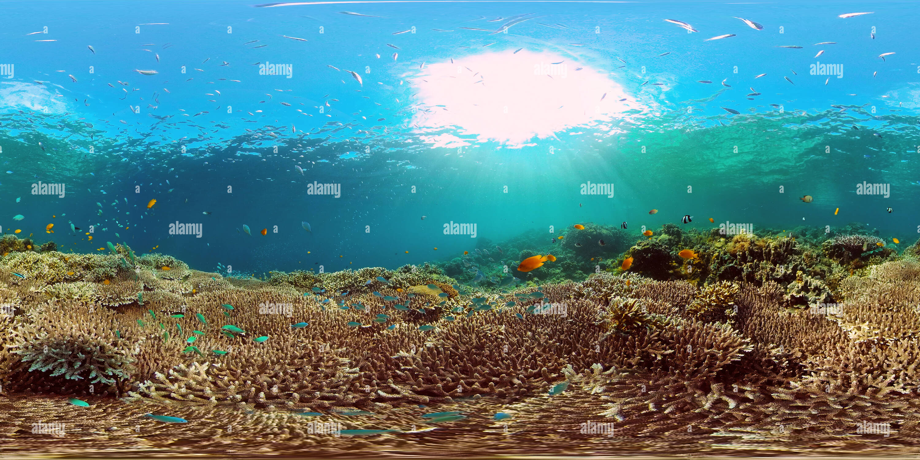 360° view of Tropical colourful underwater seascape - Alamy