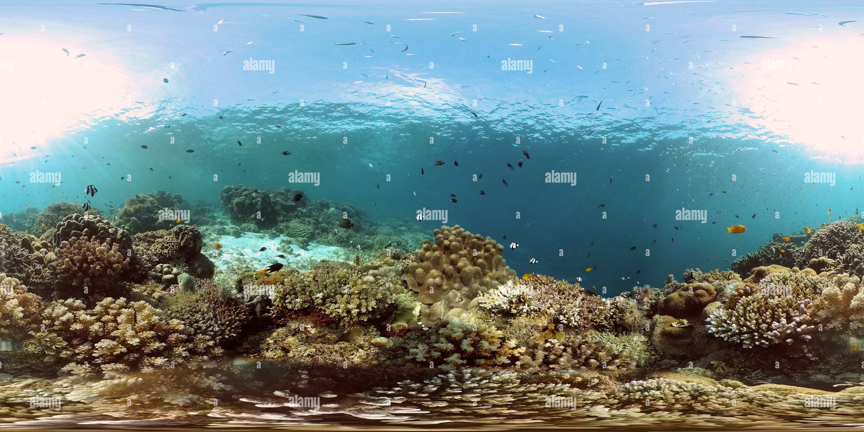 360° view of Tropical colourful underwater seascape - Alamy