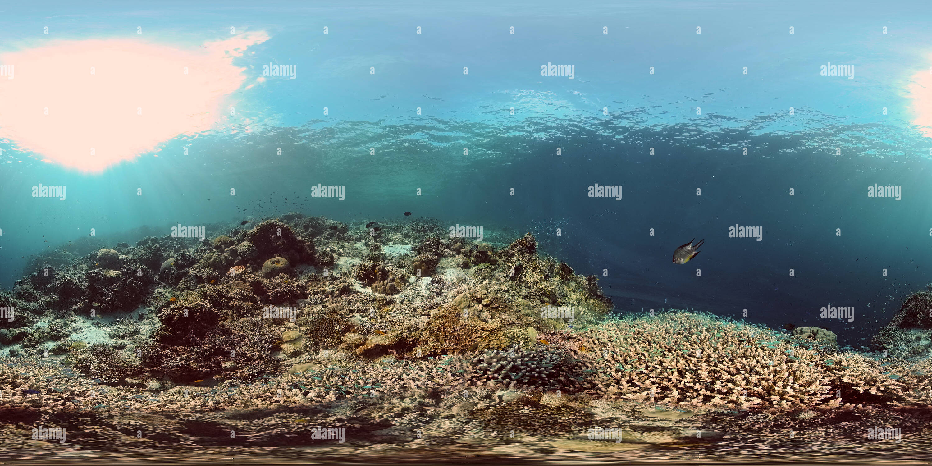 360° view of Tropical sea and coral reef - Alamy