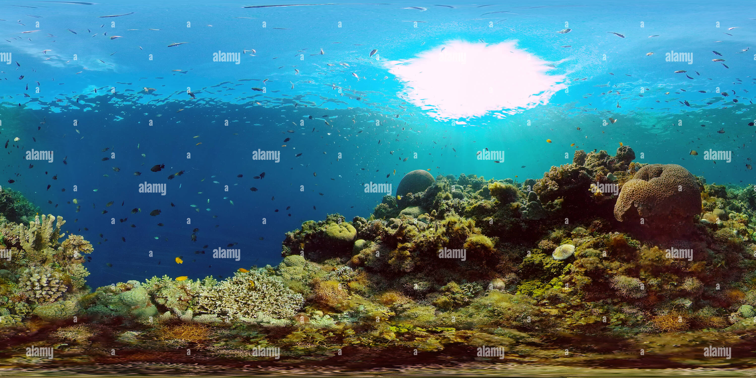 360° view of Underwater Colorful Tropical Fishes - Alamy
