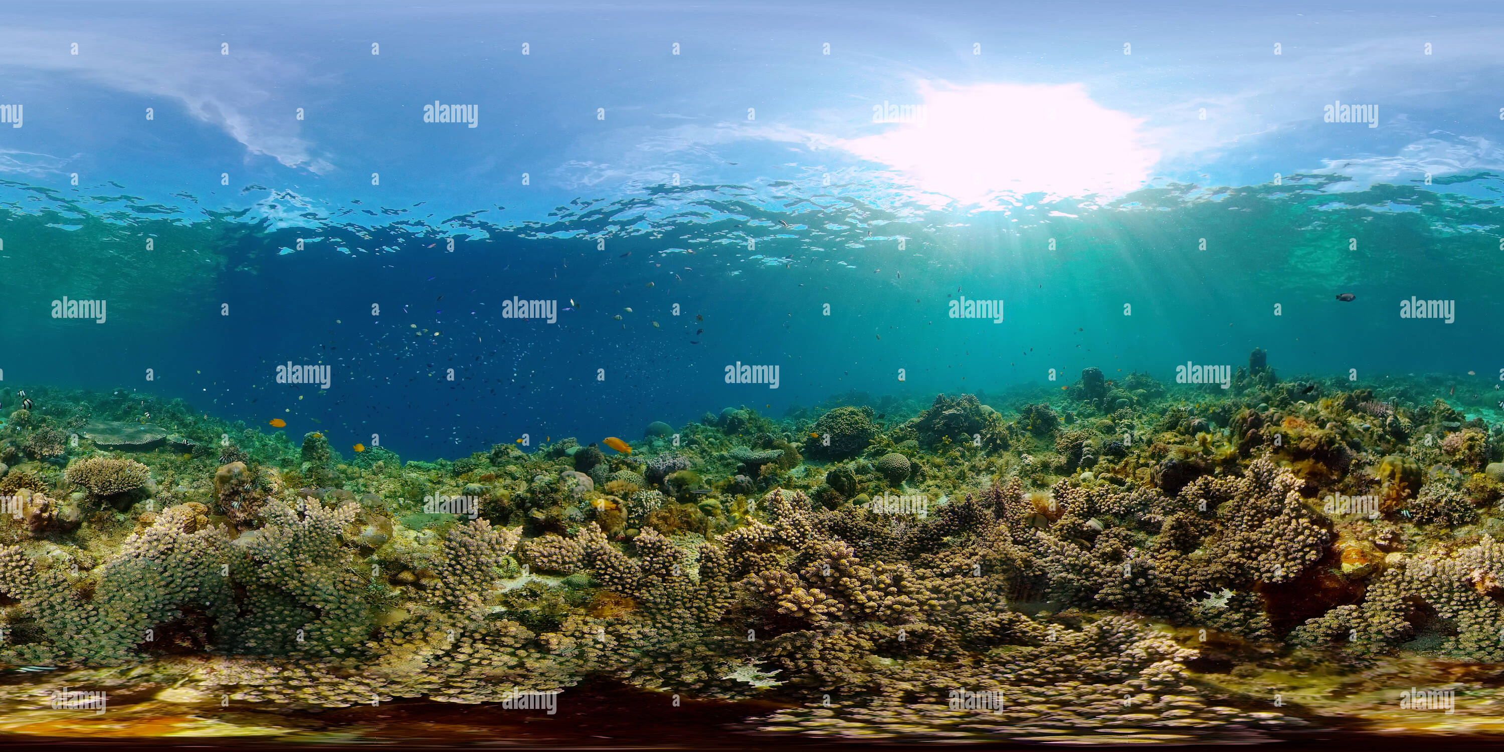 360° view of Underwater Colorful Tropical Fishes - Alamy