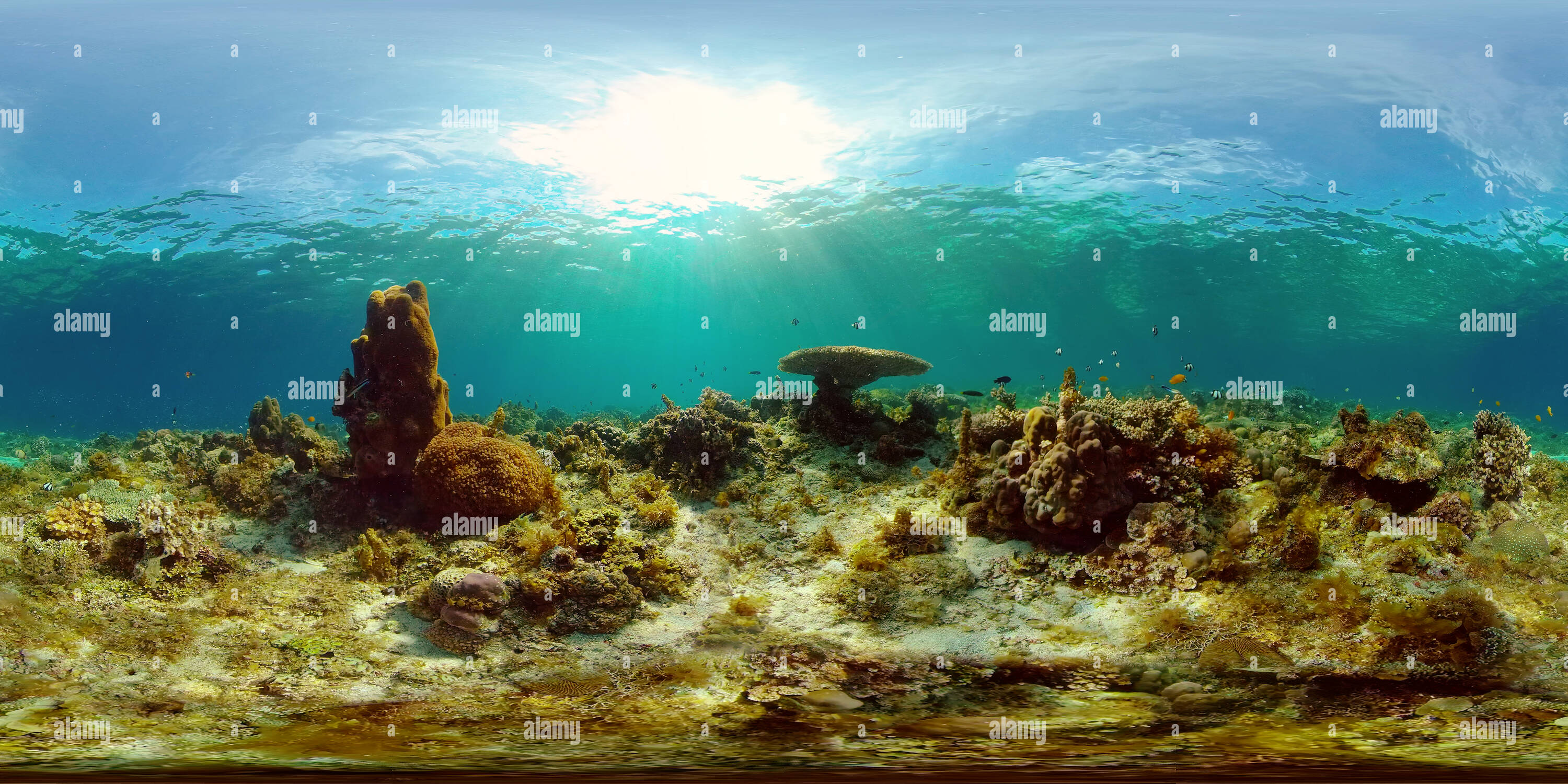 360° view of Underwater sea fish. Tropical reef marine - Alamy