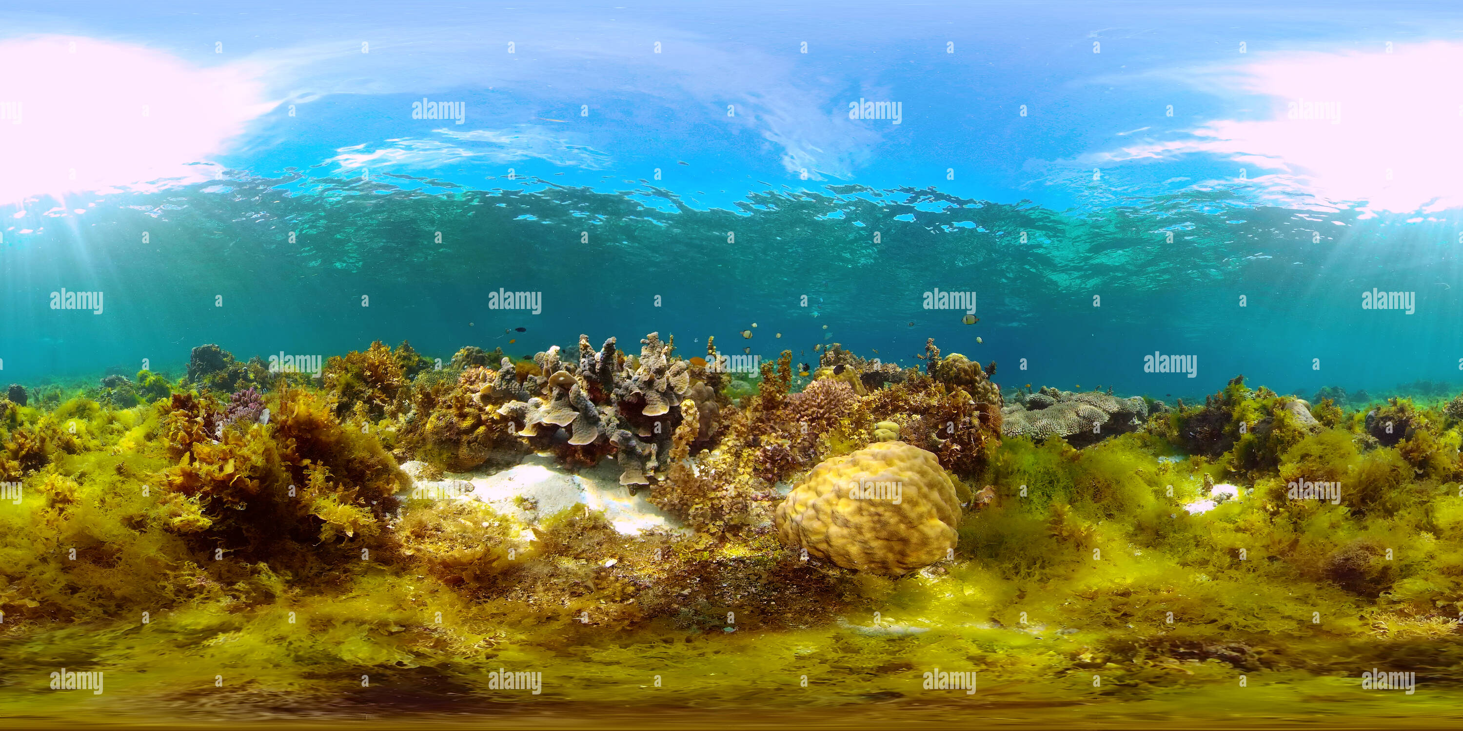 360° view of Underwater sea fish. Tropical reef marine - Alamy