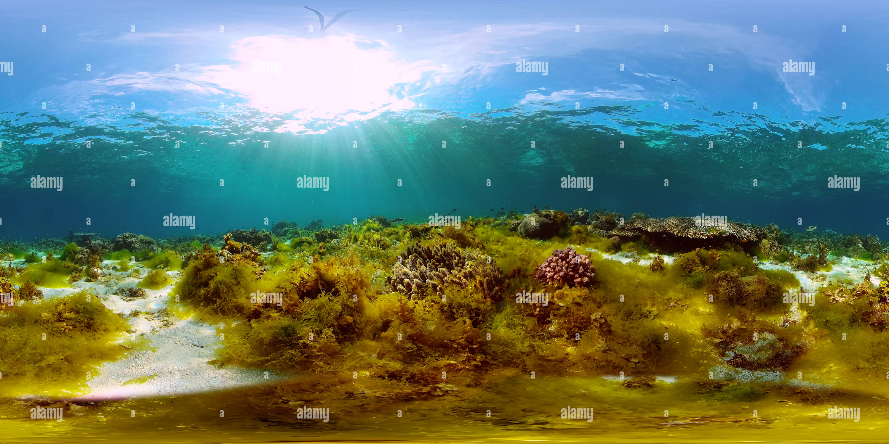 360° view of Underwater sea fish. Tropical reef marine - Alamy