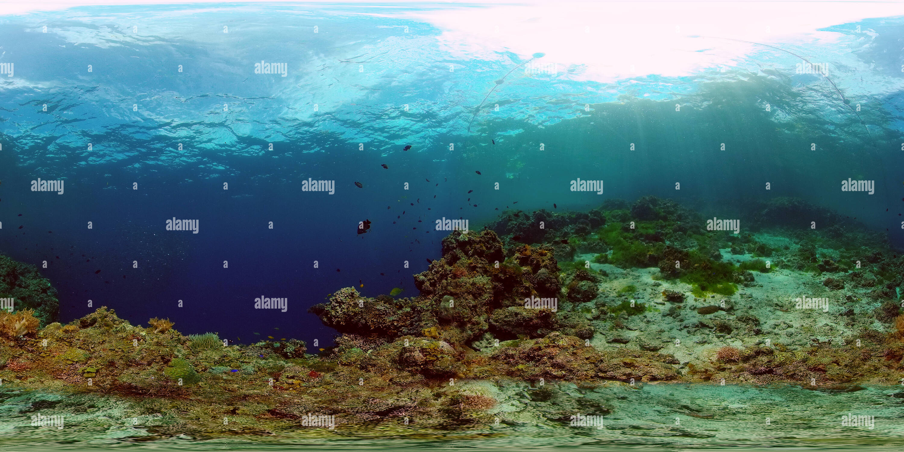 360° view of Underwater sea fish. Tropical reef marine - Alamy