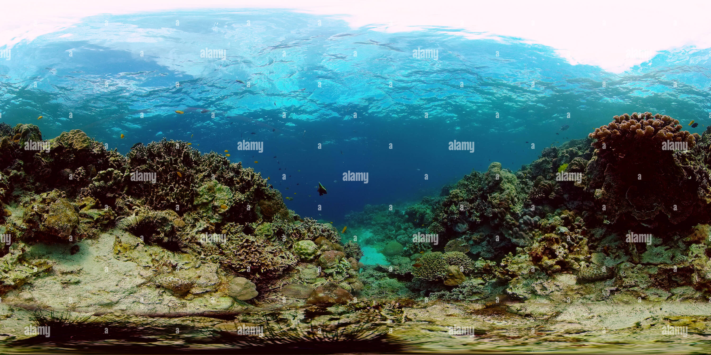 360° view of Tropical Fish Corals Marine Reef - Alamy