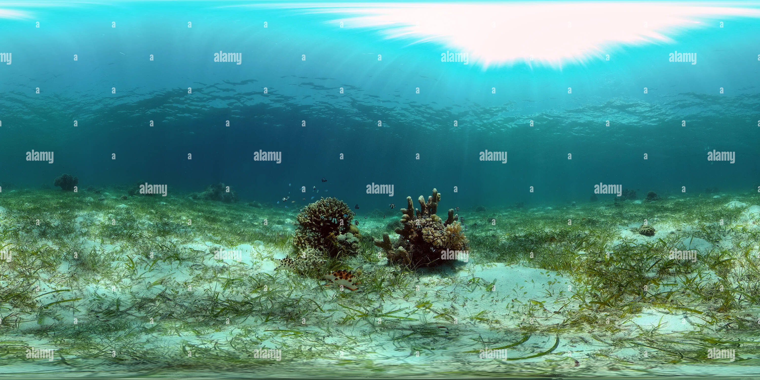 360° view of Underwater fishes and corals - Alamy