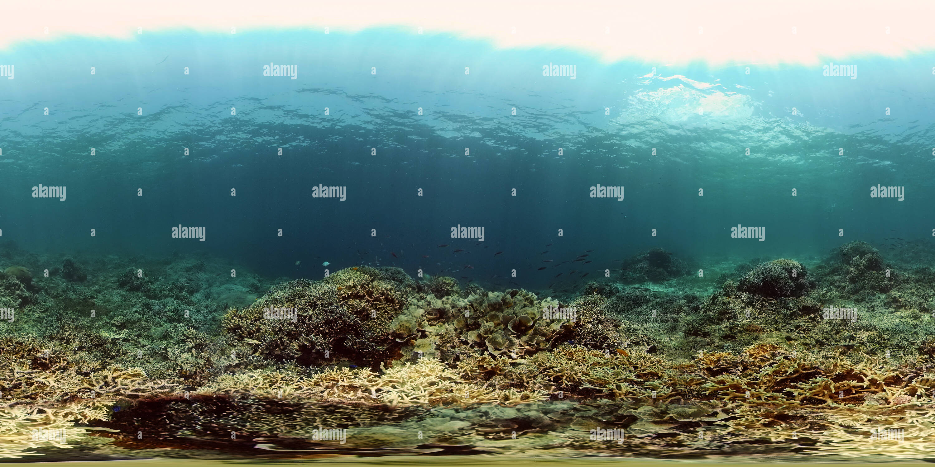 360° view of Coral reef underwater with fishes and marine life - Alamy