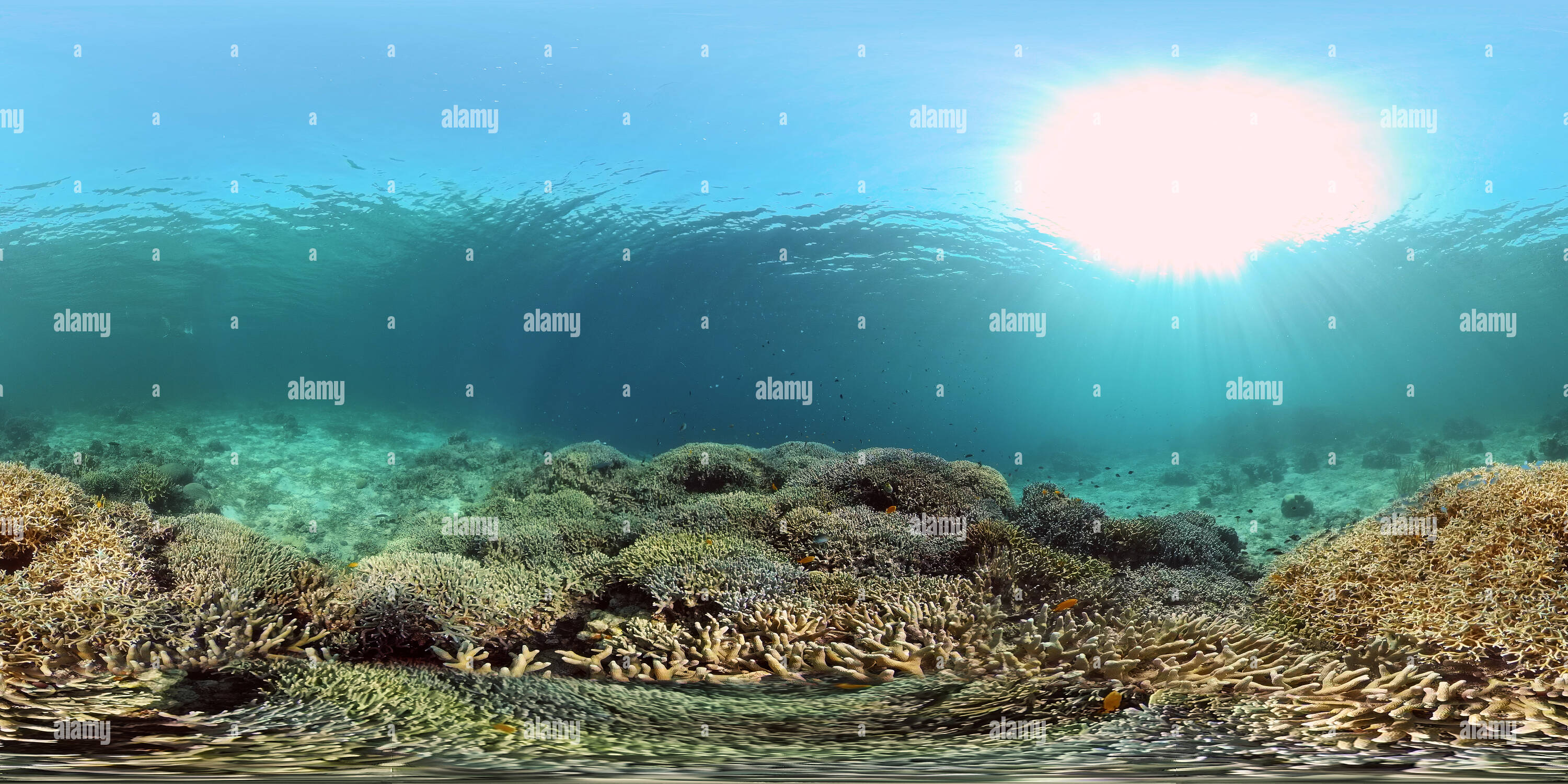 360° view of Reef Marine Underwater Scene - Alamy