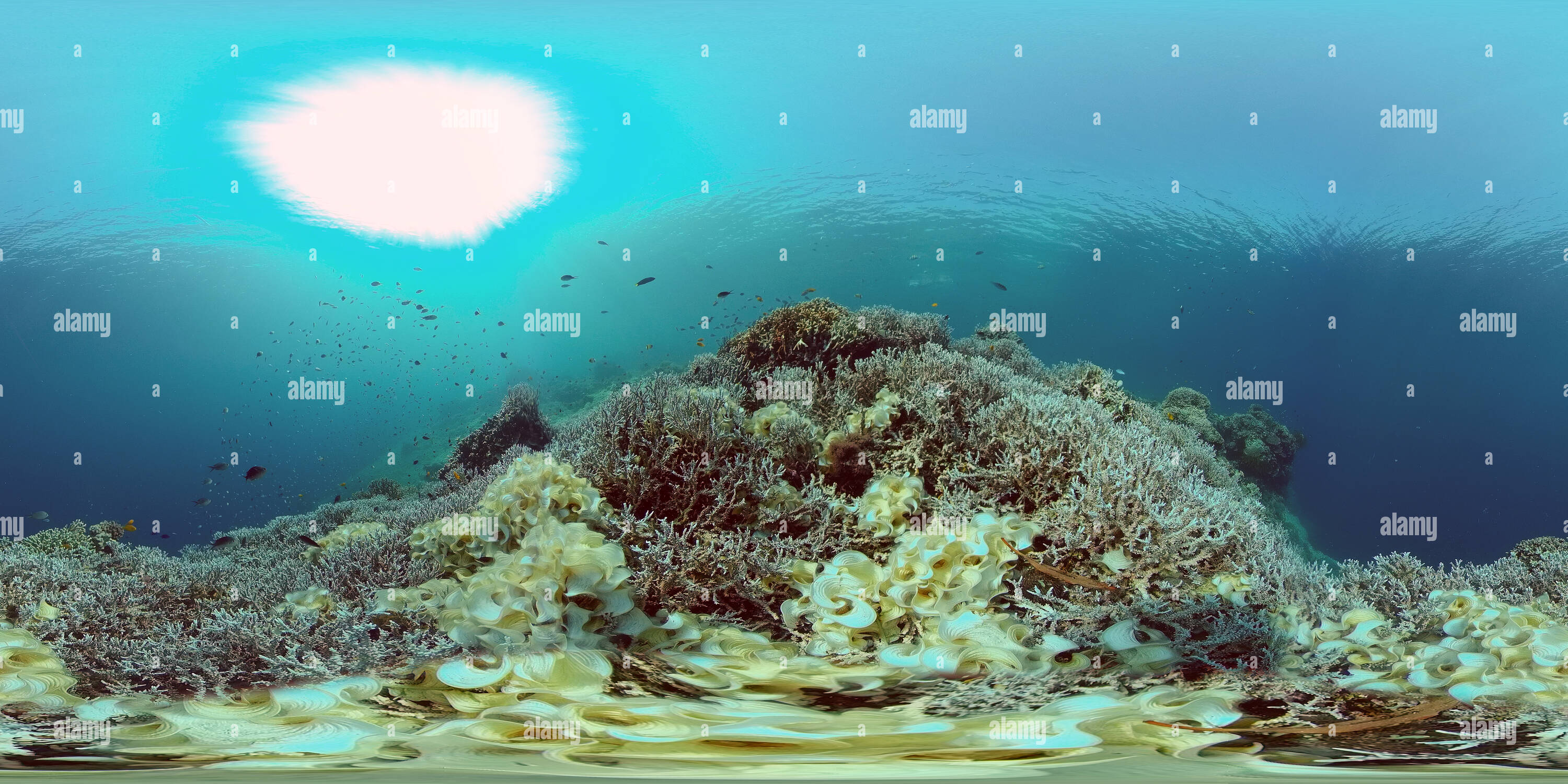 360° view of Reef Coral Tropical Garden. Tropical underwater sea fish ...