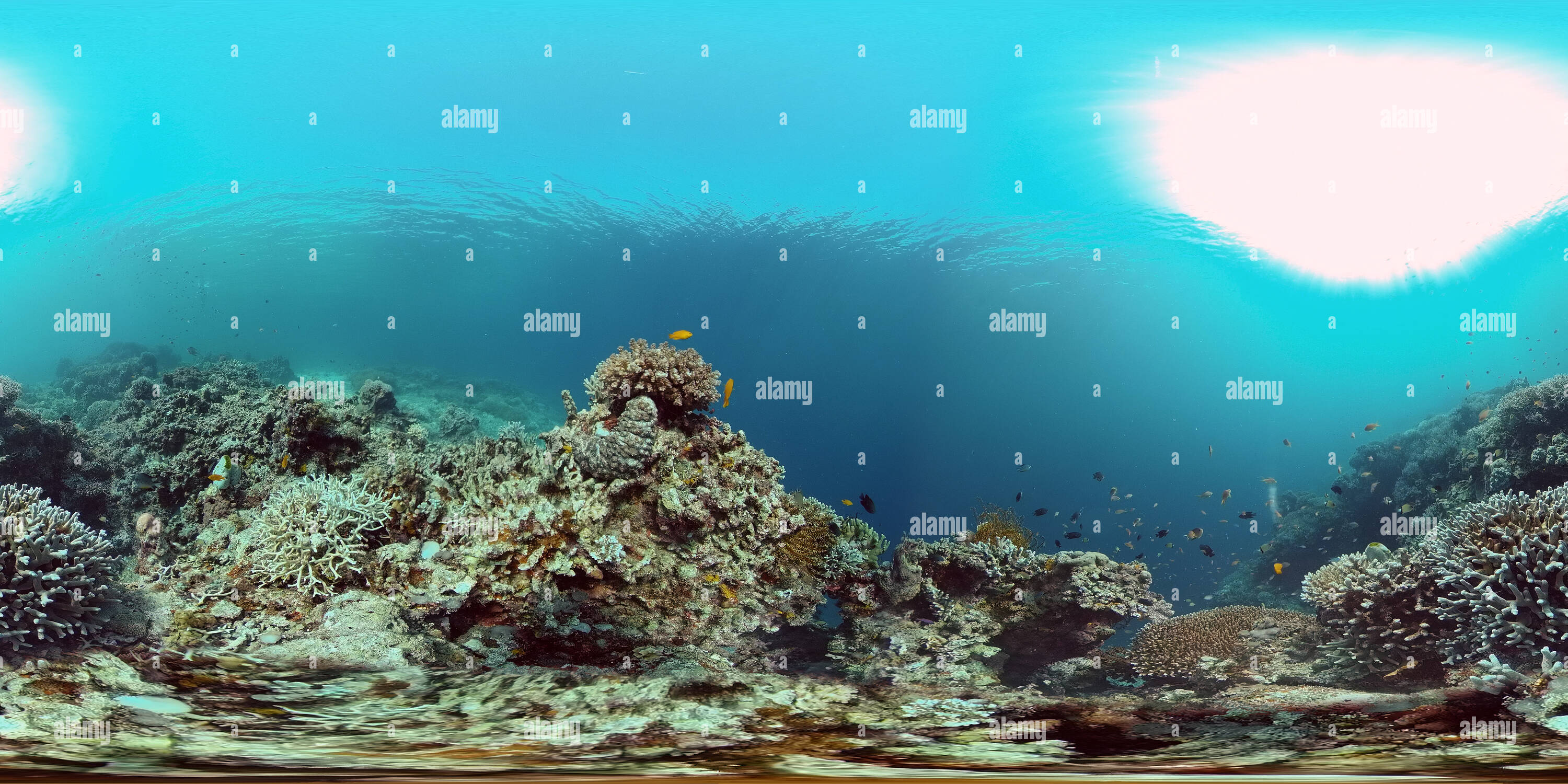 360° view of Reef Coral Tropical Garden. Tropical underwater sea fish ...
