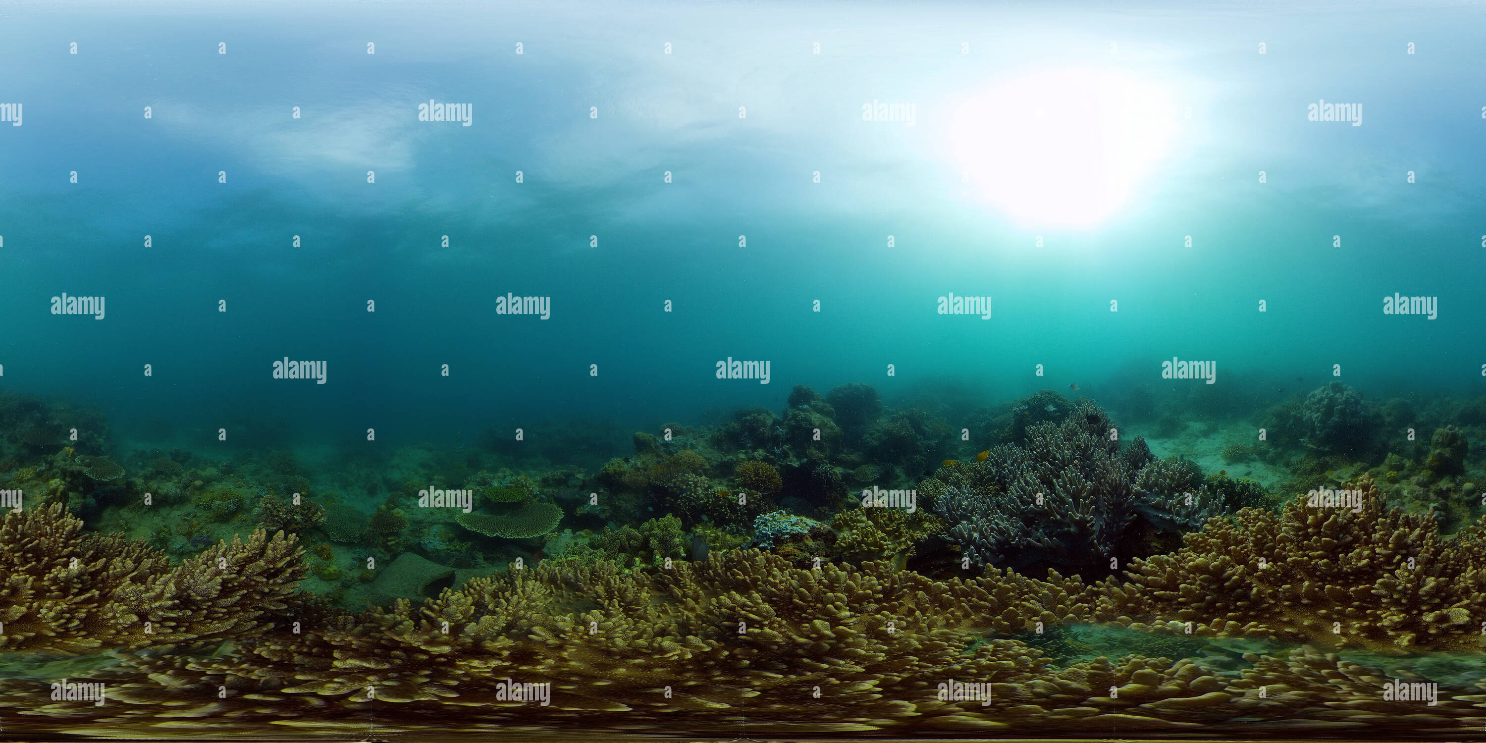 360° view of Underwater Scene Coral Reef. Underwater sea fish - Alamy