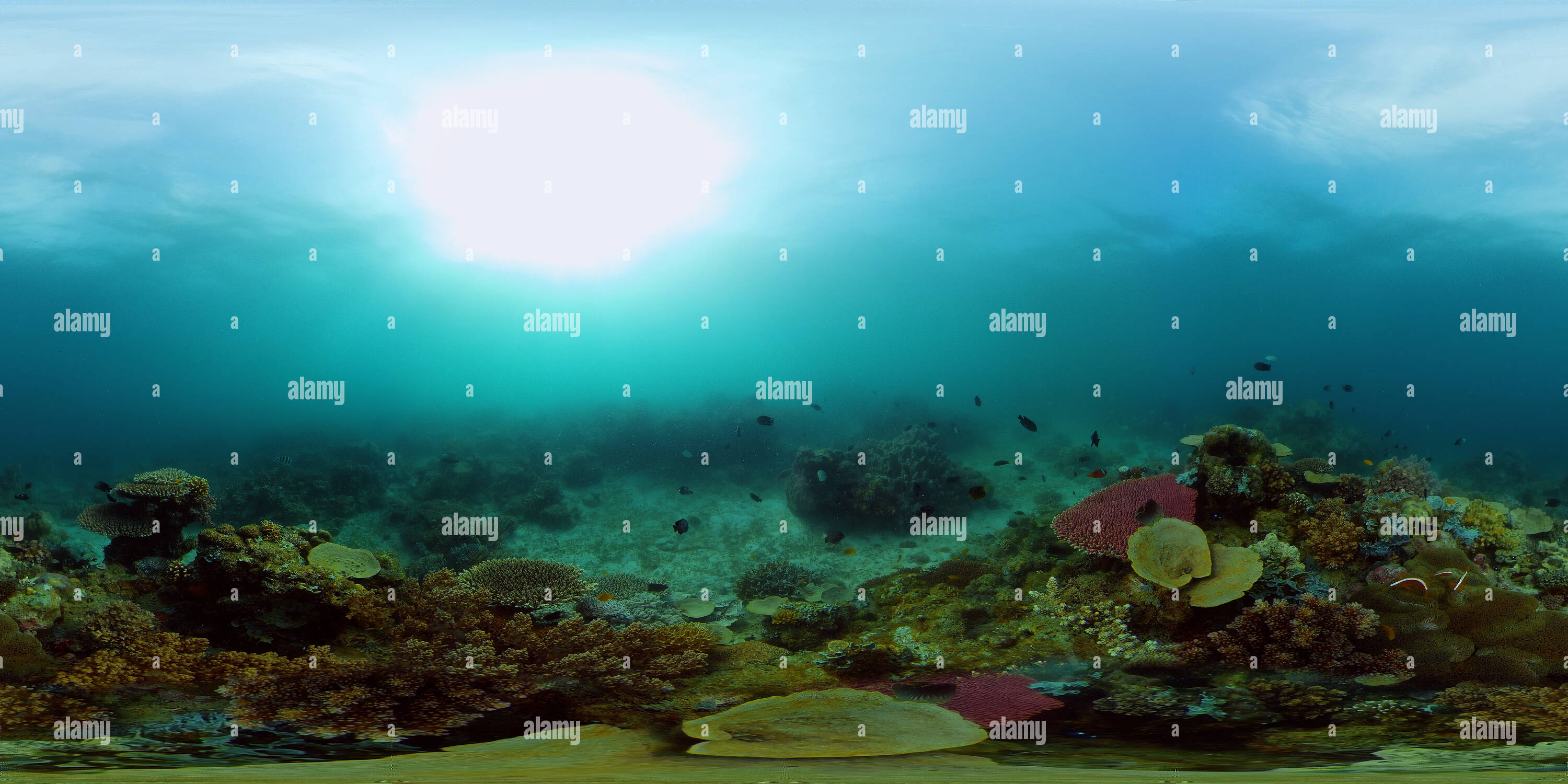 360° view of Underwater Scene Coral Reef. Underwater sea fish - Alamy