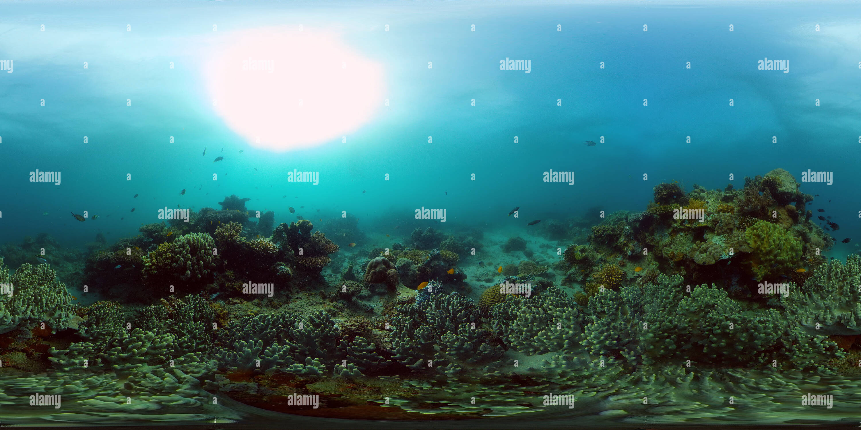 360° view of Underwater Scene Coral Reef. Underwater sea fish - Alamy