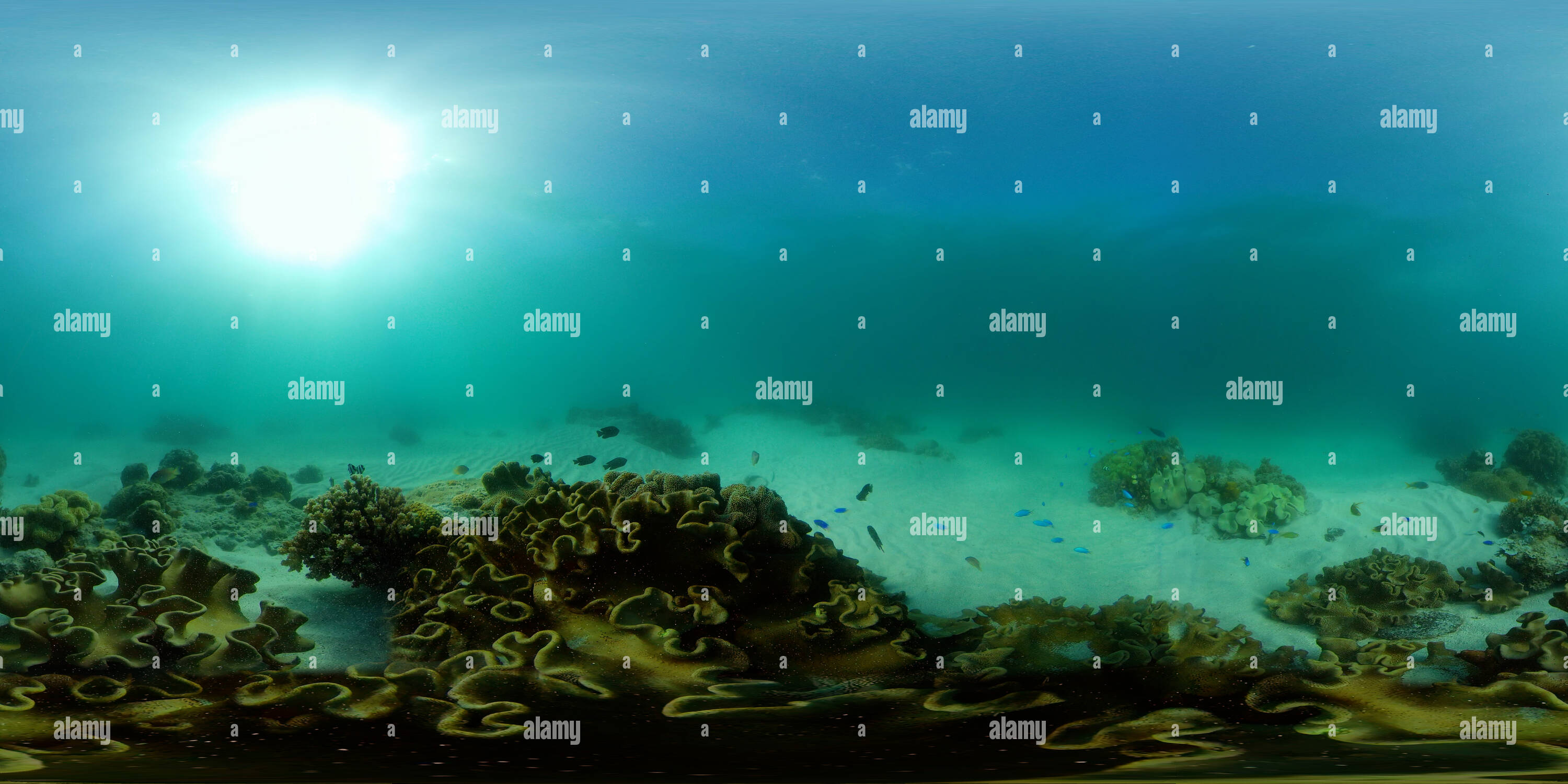 360° view of Underwater Colorful Tropical Fishes - Alamy