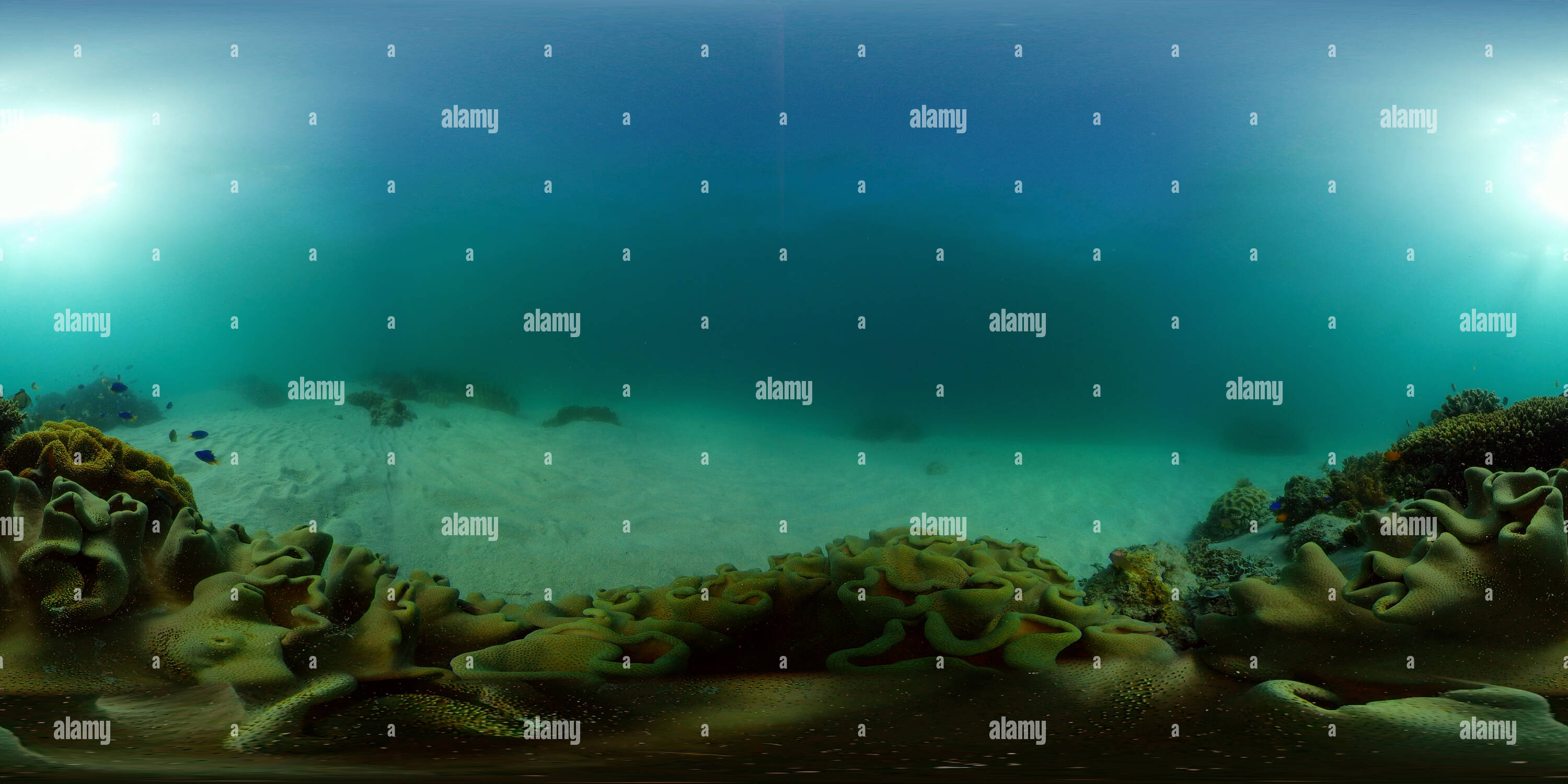 360° view of Tropical sea and coral reef. Underwater Fish and Coral ...