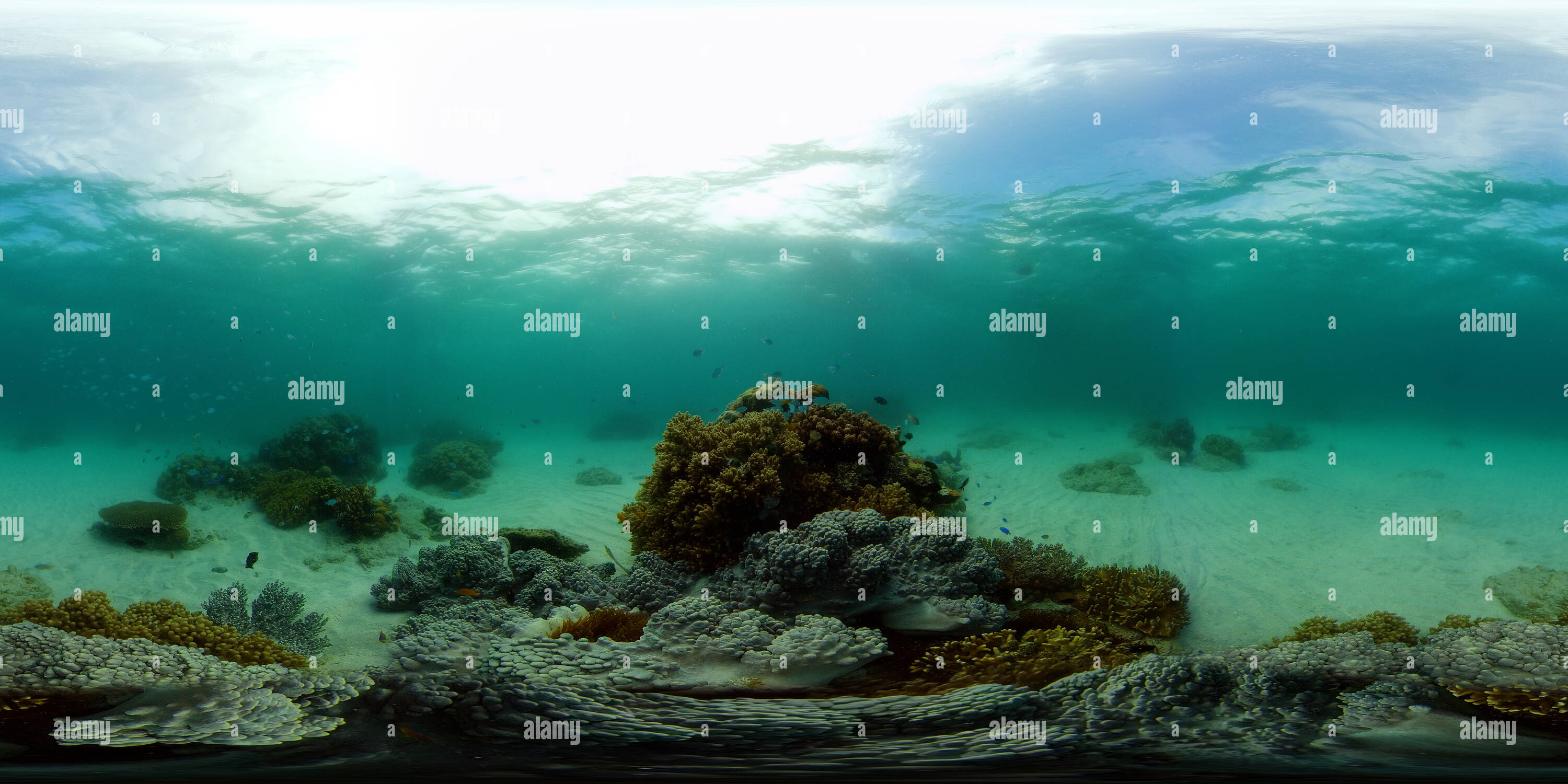 360° view of Tropical fishes and coral reef underwater - Alamy