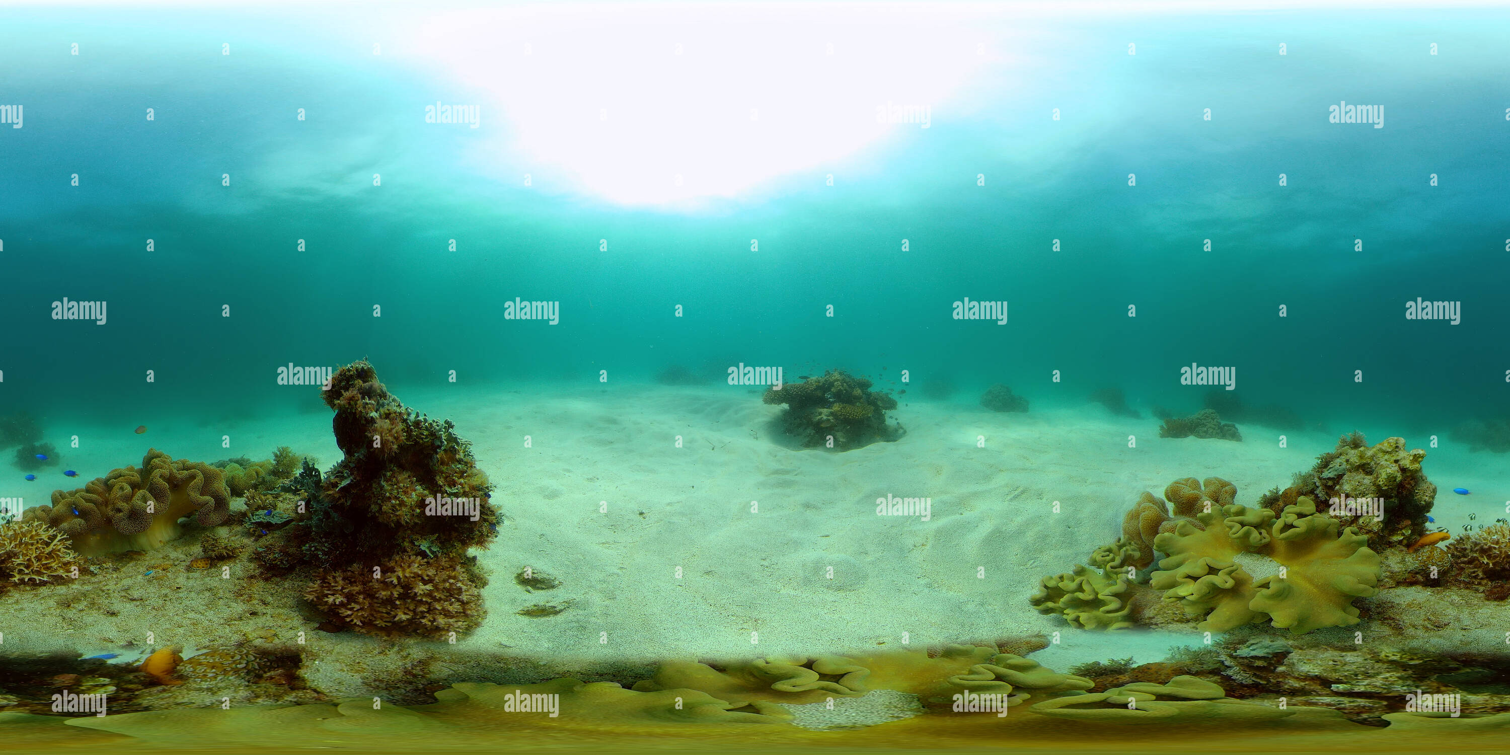 360° view of Tropical fishes and coral reef underwater - Alamy
