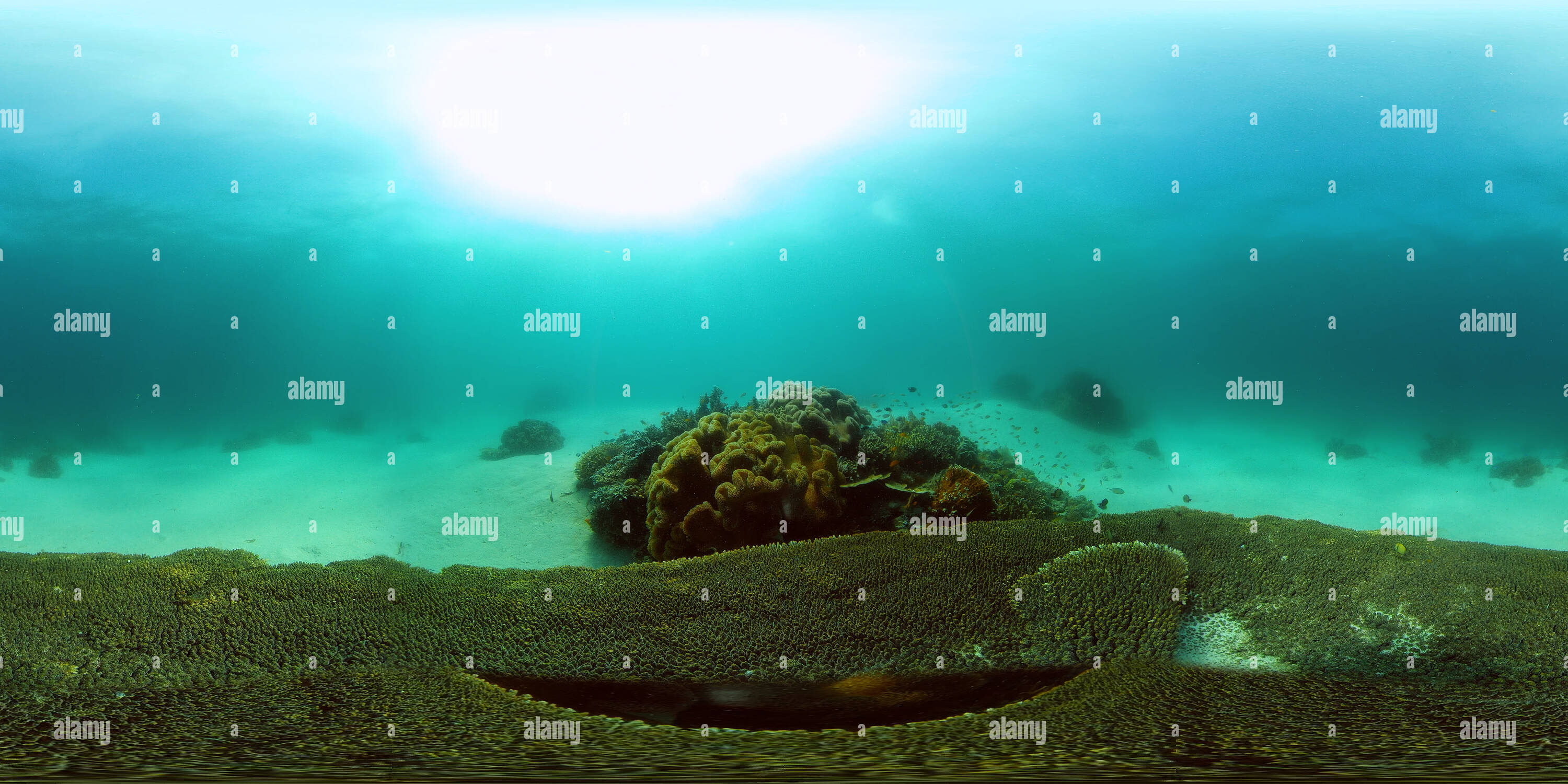 360° view of Tropical fishes and coral reef underwater - Alamy
