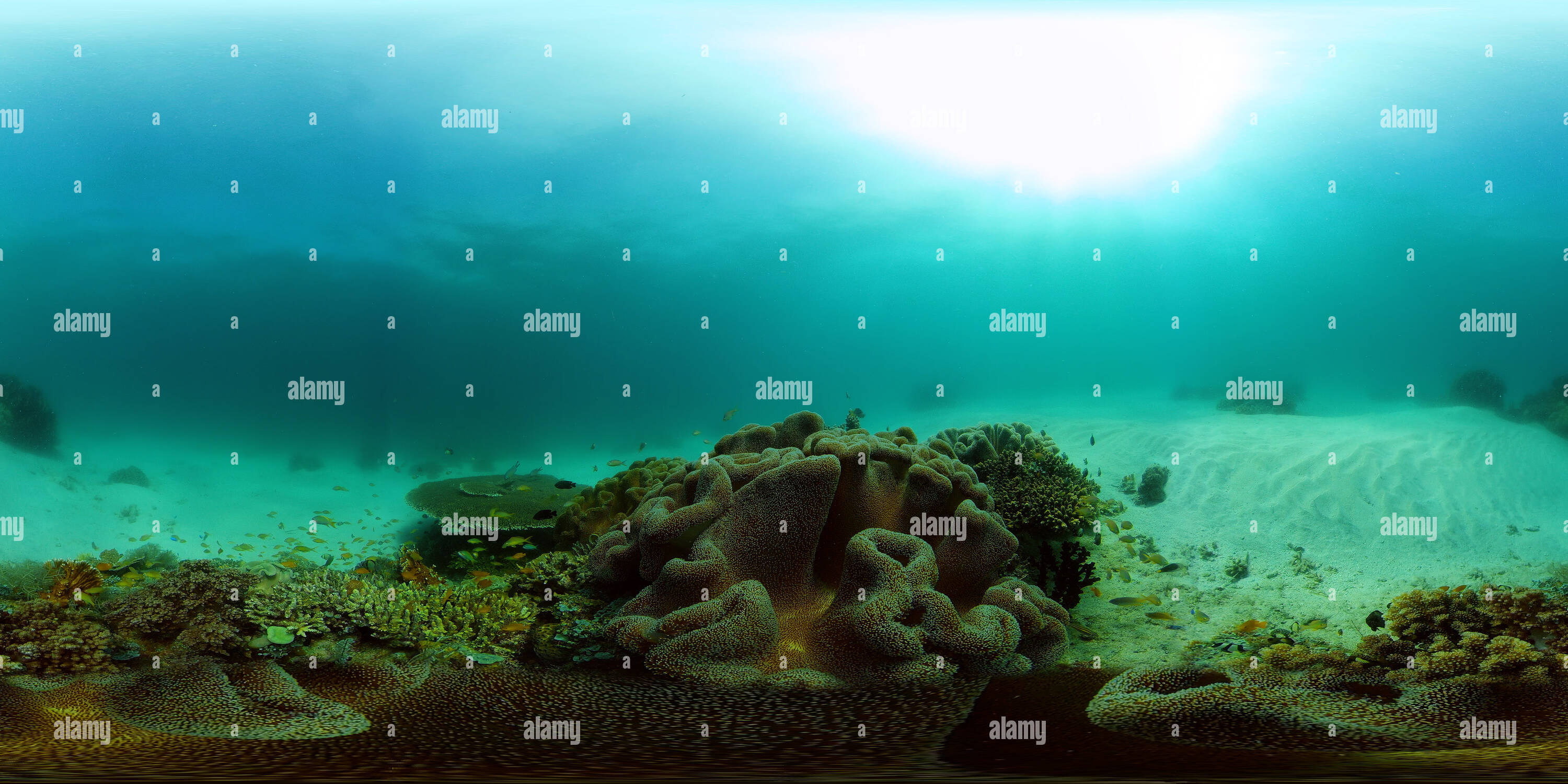 360° view of Colourful underwater seascape - Alamy