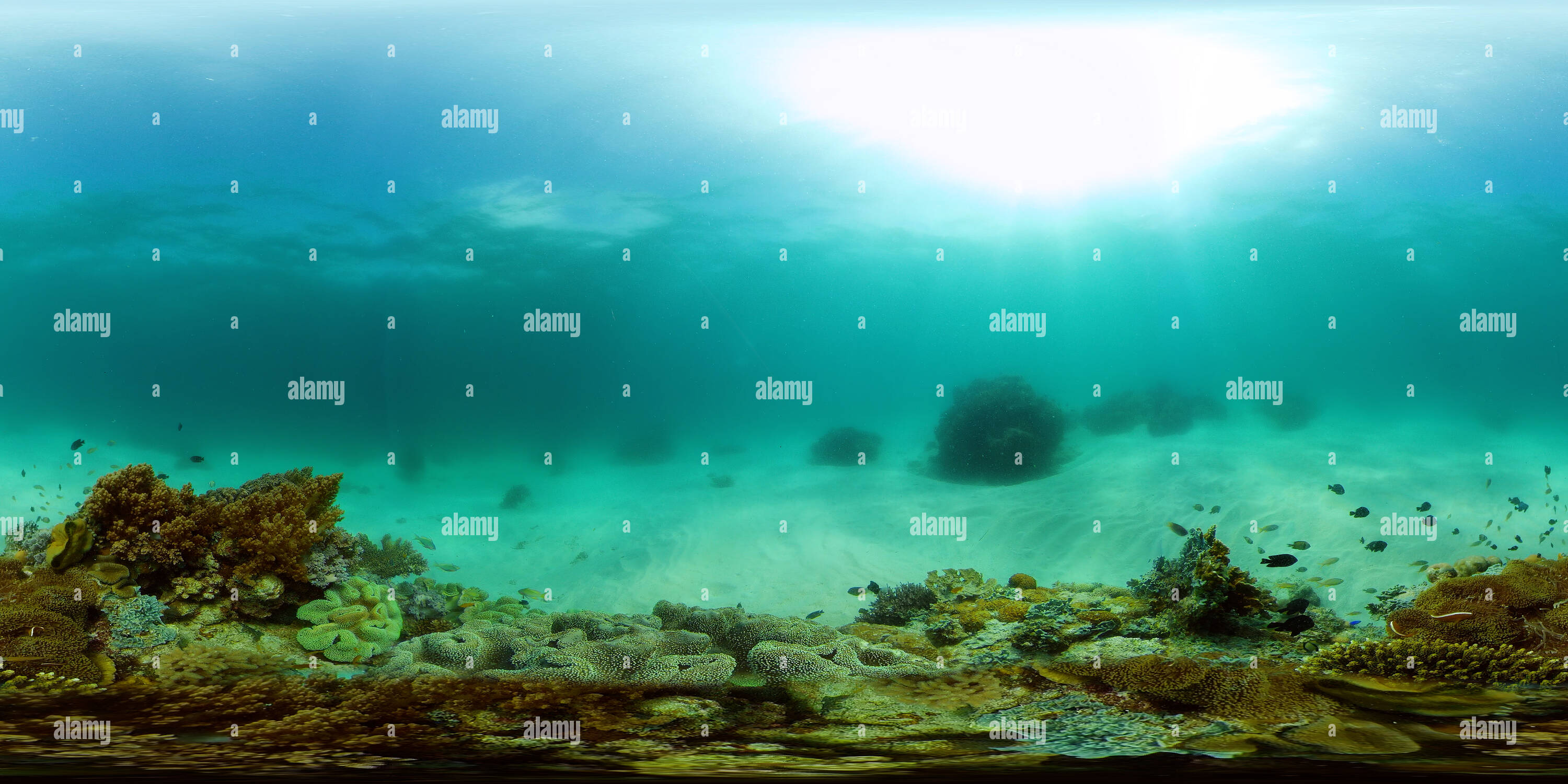 360° view of Colourful underwater seascape - Alamy