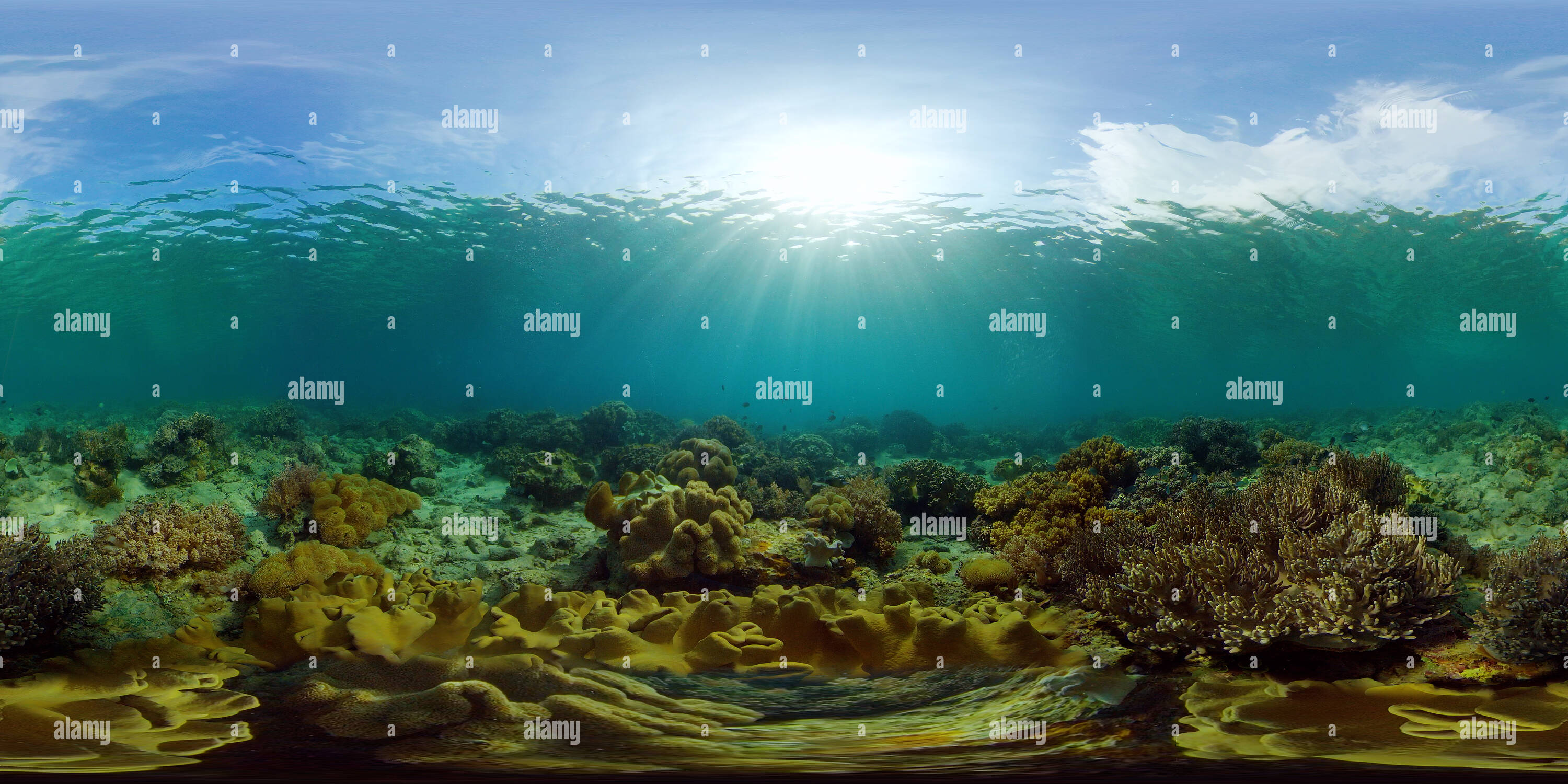 360° view of Tropical colourful underwater seascape - Alamy