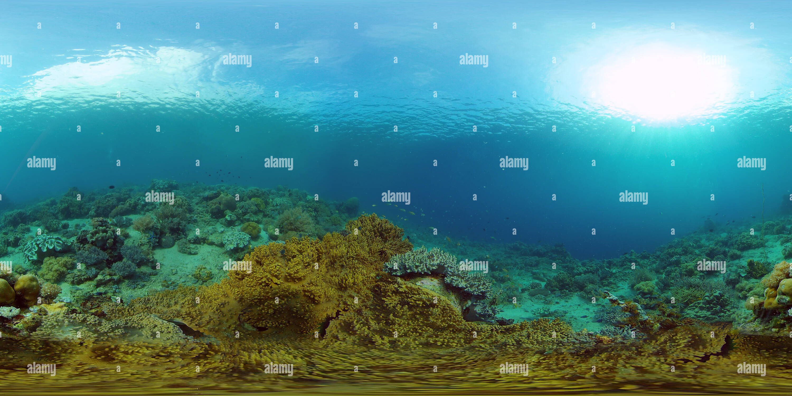 360° view of Tropical colourful underwater seascape - Alamy