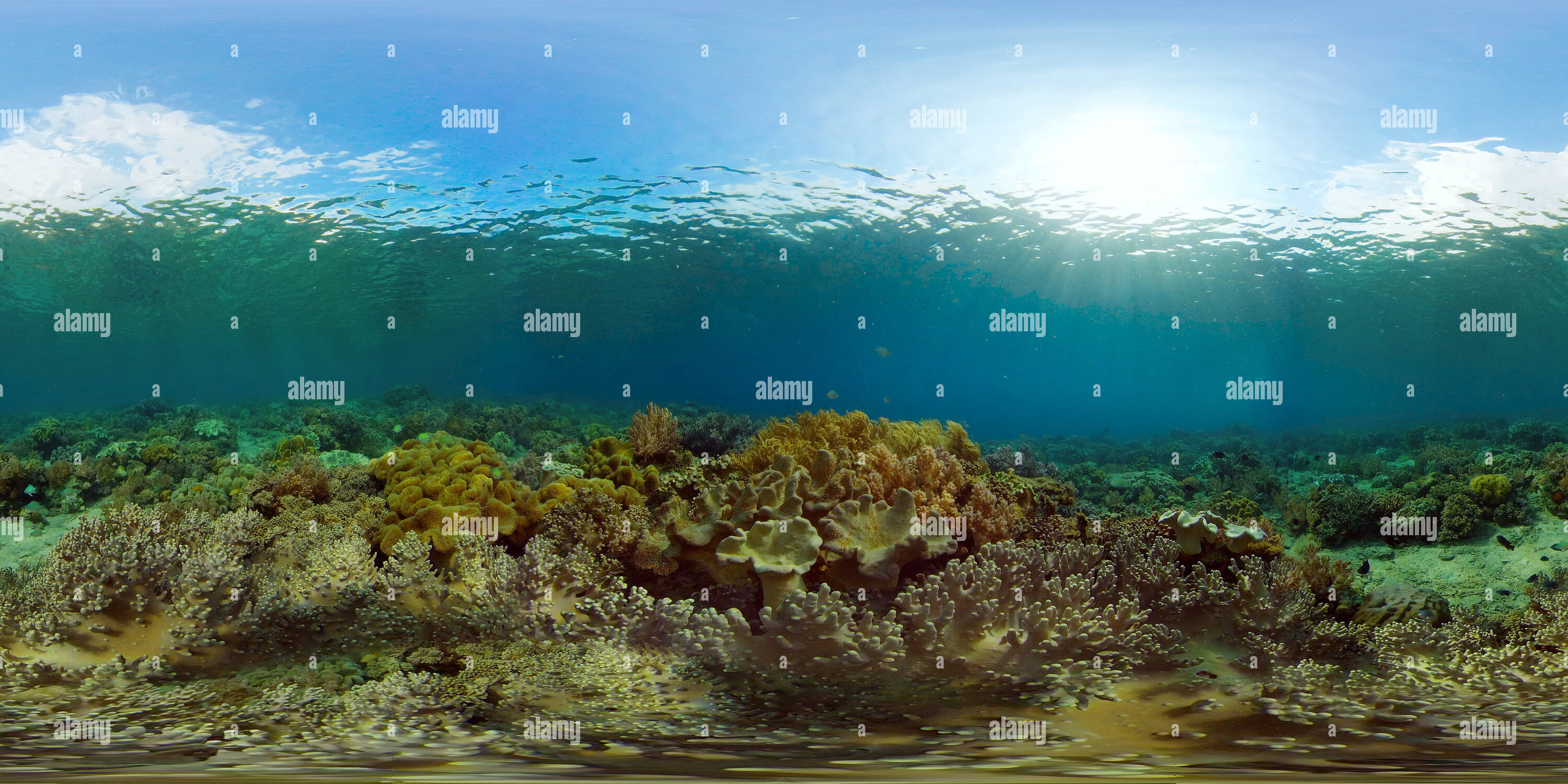 360° view of Colourful tropical coral reef. Hard and soft corals - Alamy