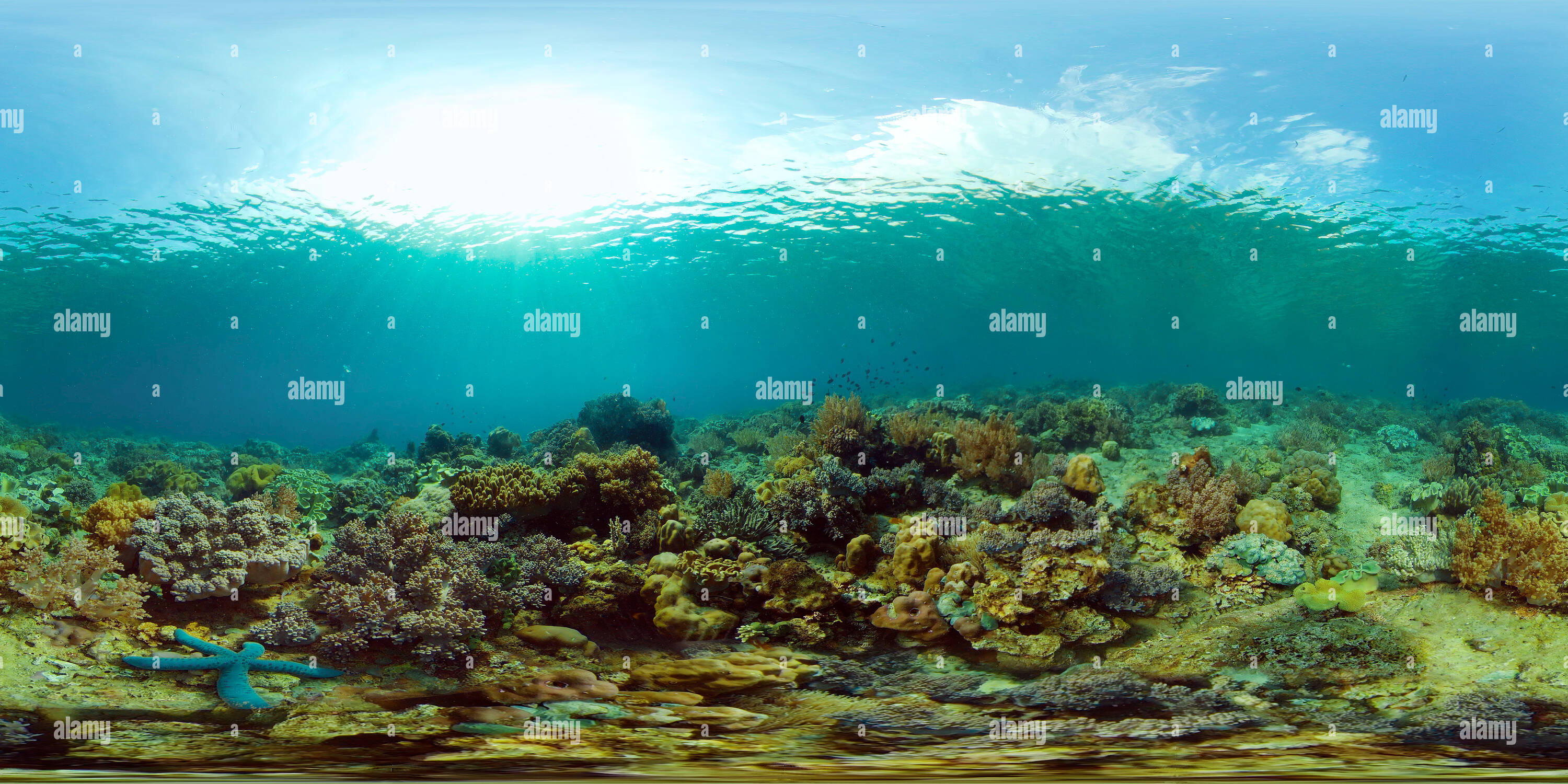 360° view of Colourful tropical coral reef. Hard and soft corals - Alamy