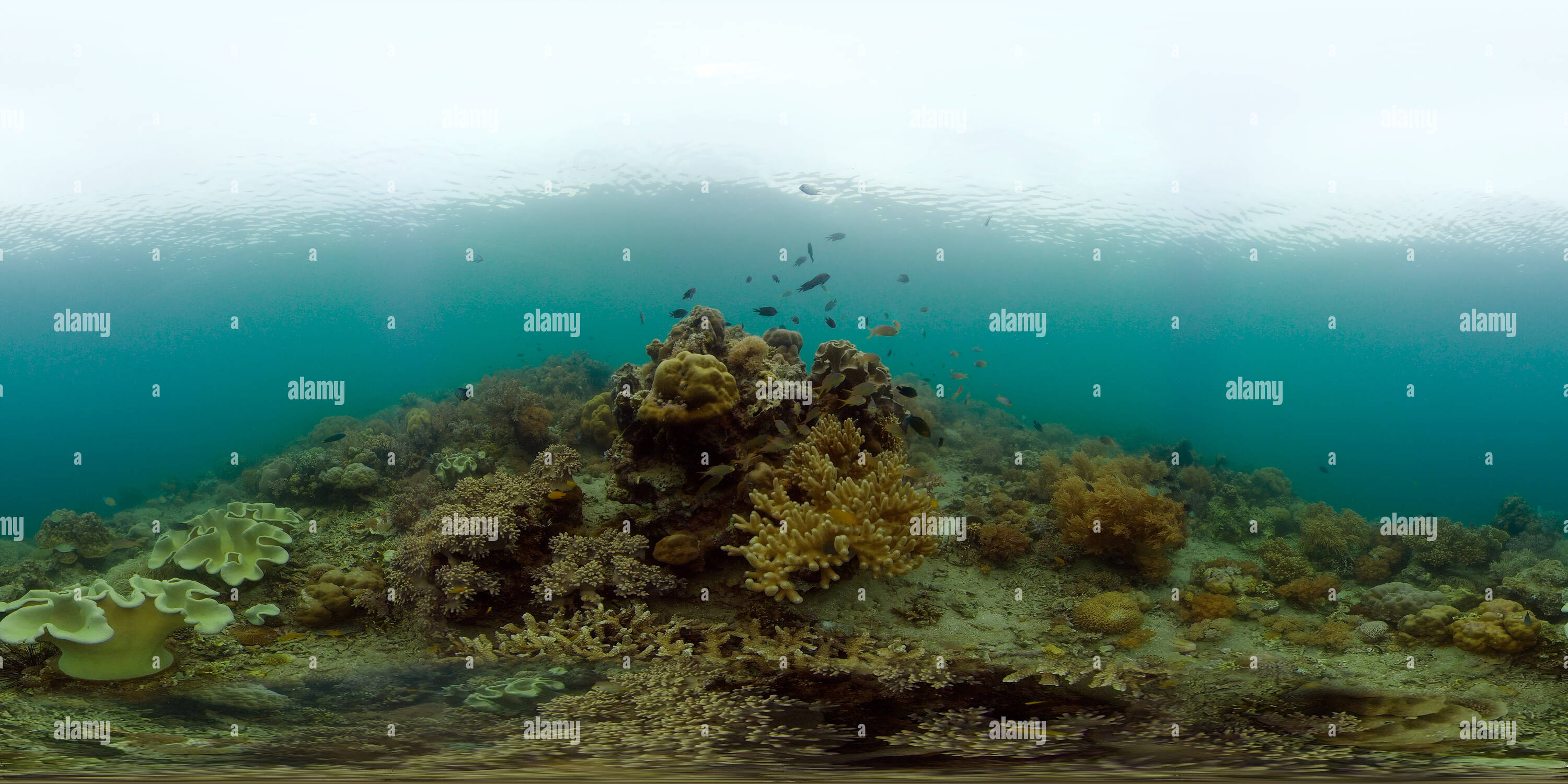 360° view of Beautiful underwater landscape with tropical fish and ...