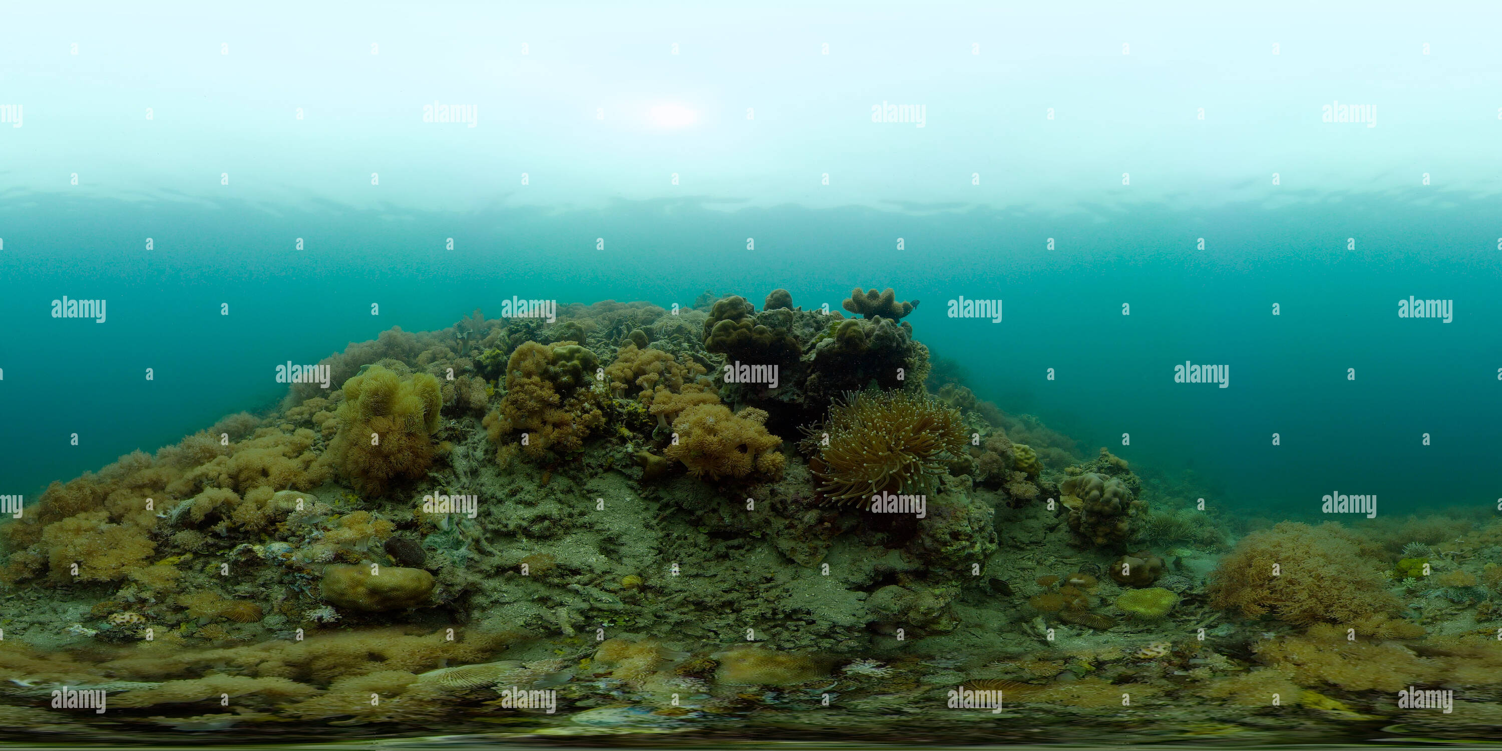360° view of Tropical underwater sea fish. Philippines - Alamy